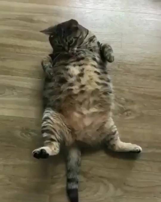 Attack mode activated (x-post r/aww) | Scrolller