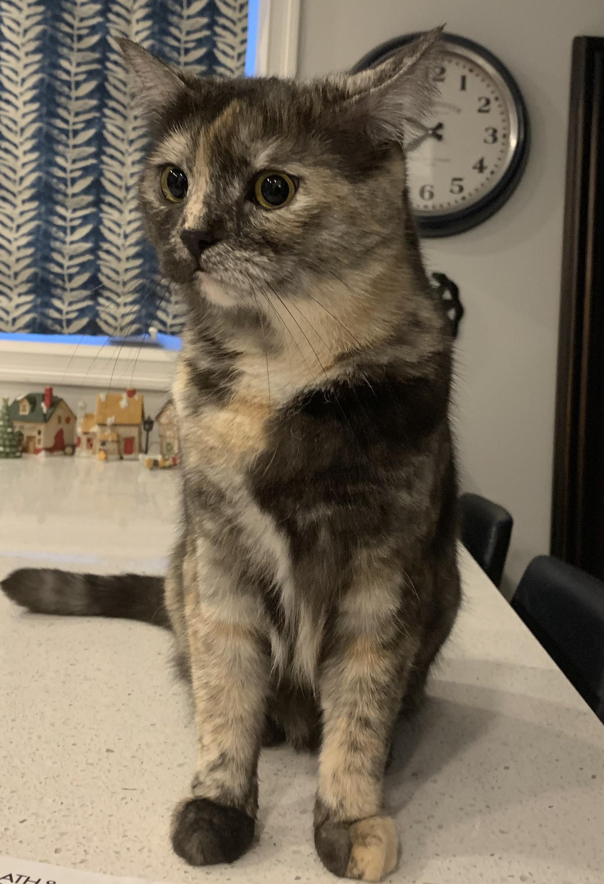 Attack mode ready to activate | Scrolller