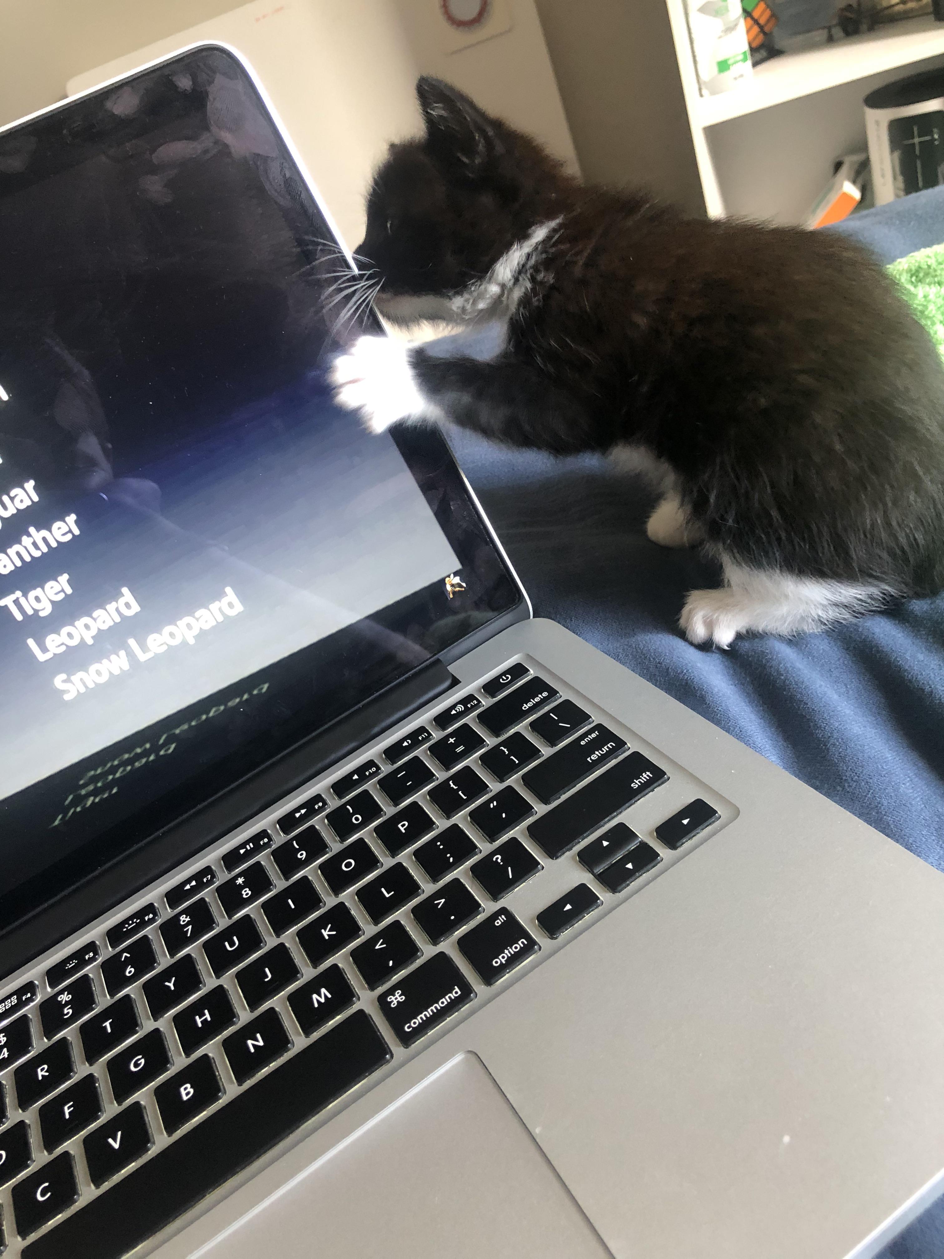 Attacking my Mac | Scrolller