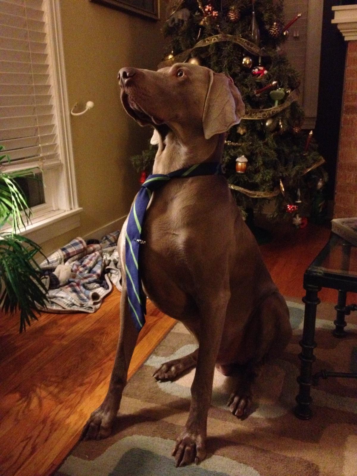 Atticus ready for Christmas dinner. | Scrolller