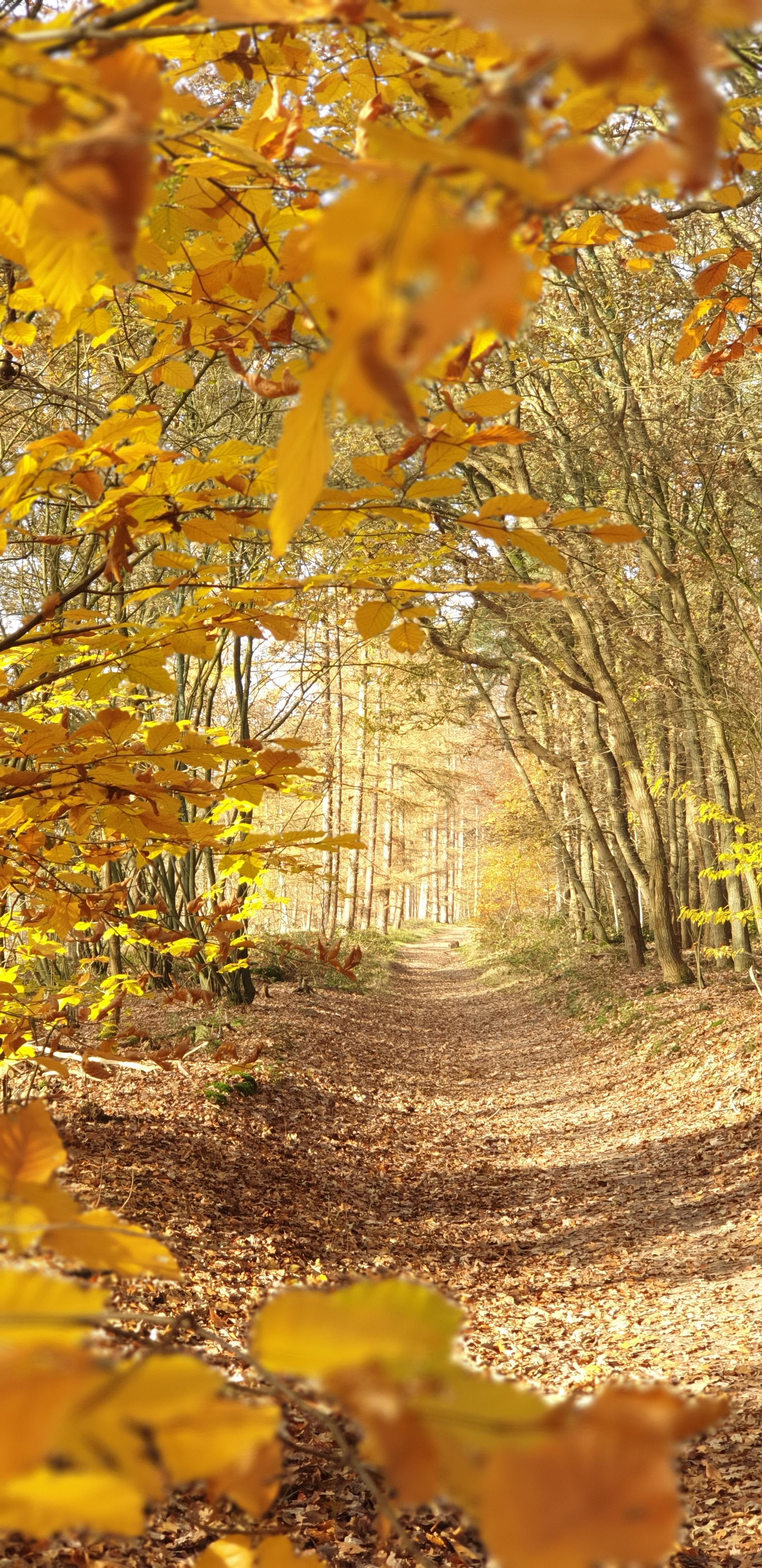 Autumn forest the Netherlands | Scrolller