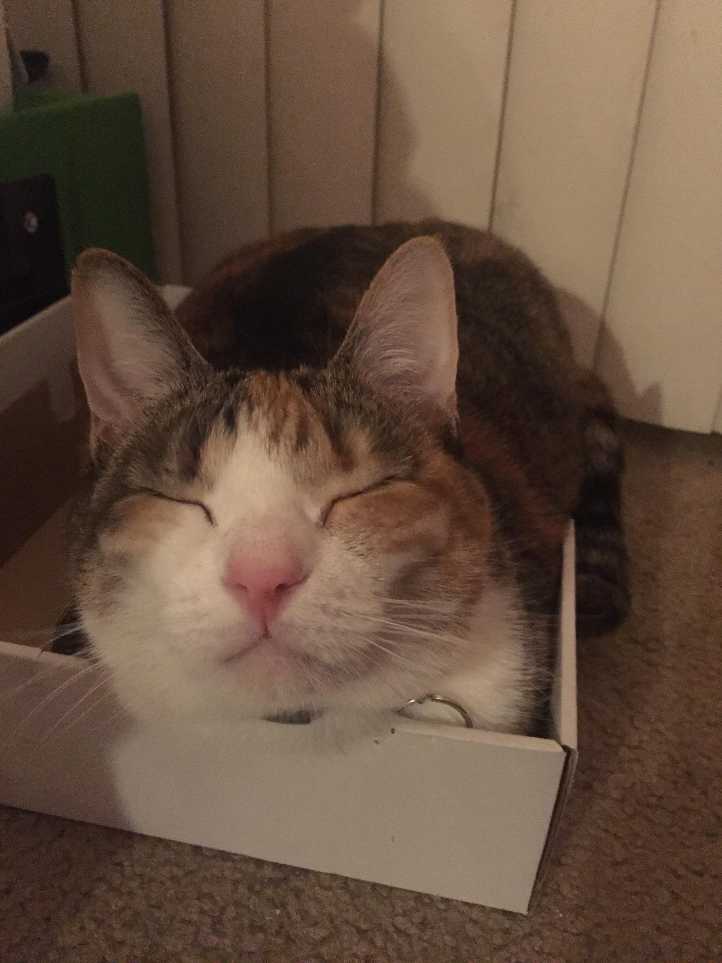 Autumn loves her new box | Scrolller