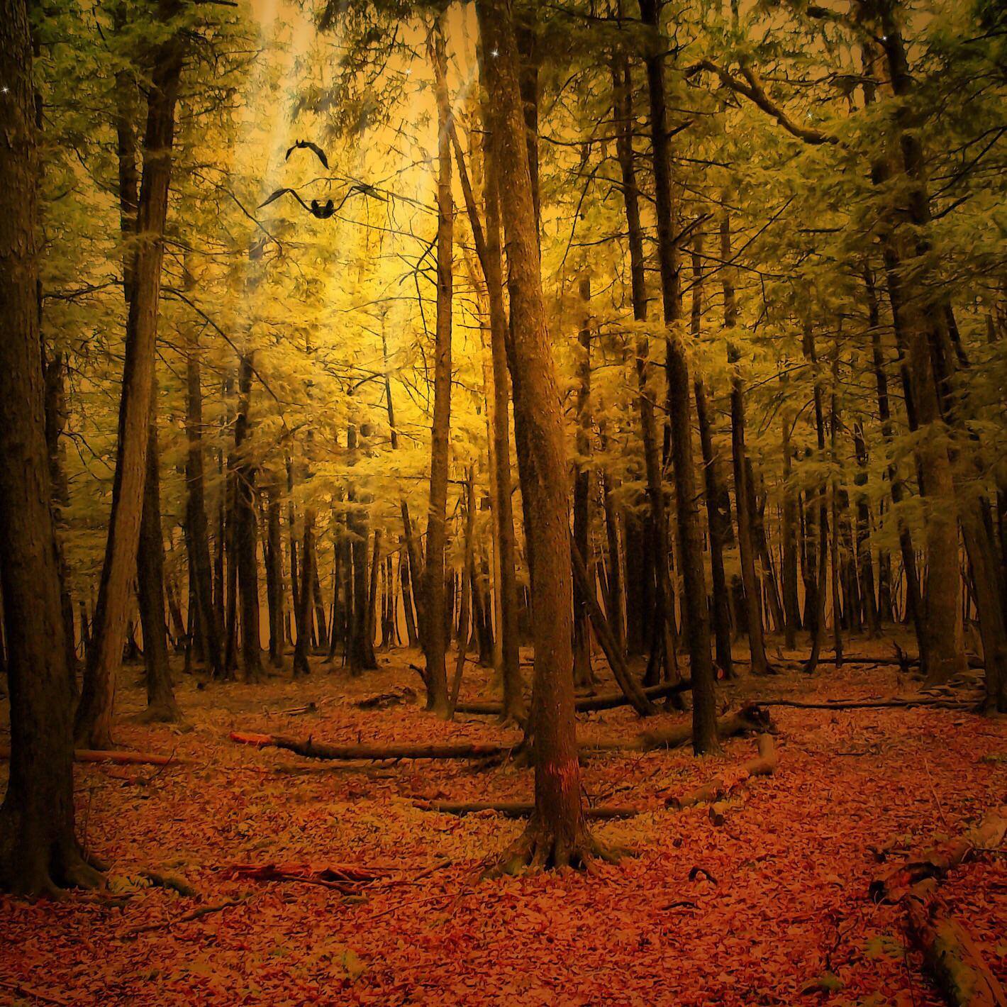 Autumn pics | Scrolller