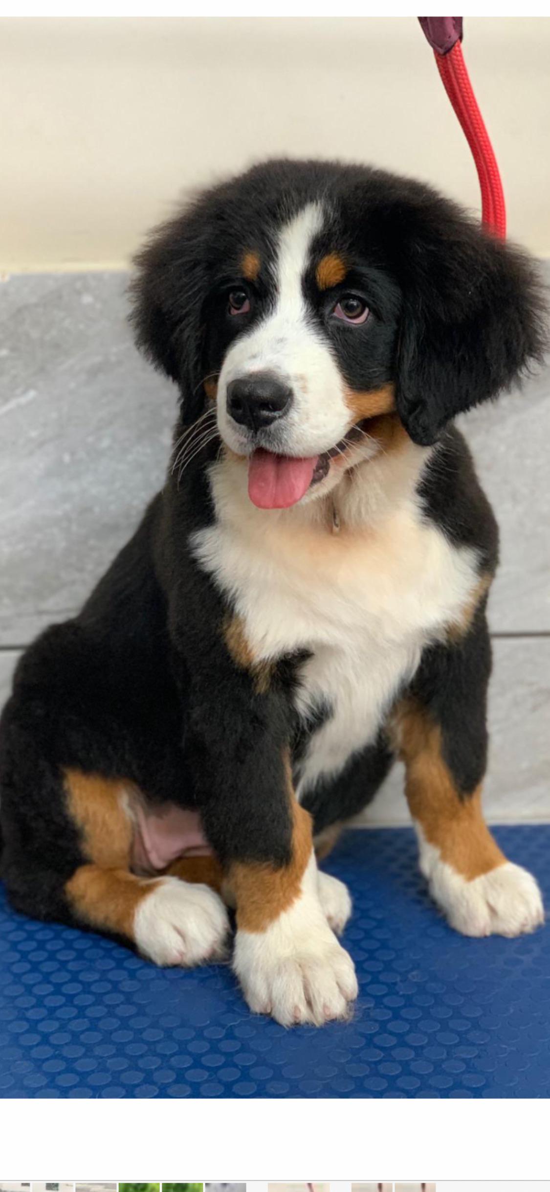 Ava’s had her first groom | Scrolller