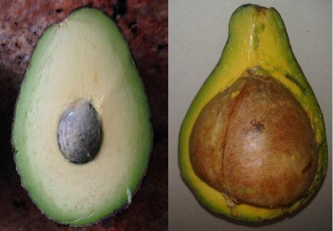 Avocados 🥑. | Scrolller