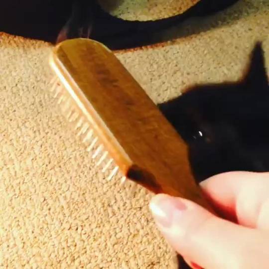 Aw yes, brushy time | Scrolller