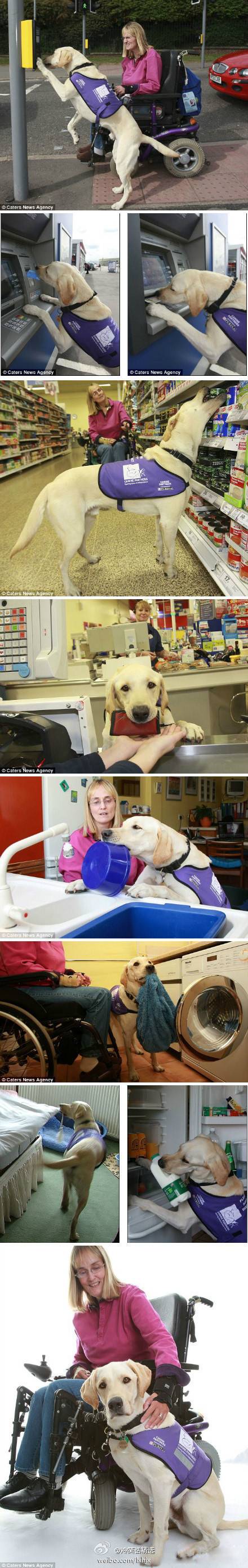 Awesome Dog | Scrolller