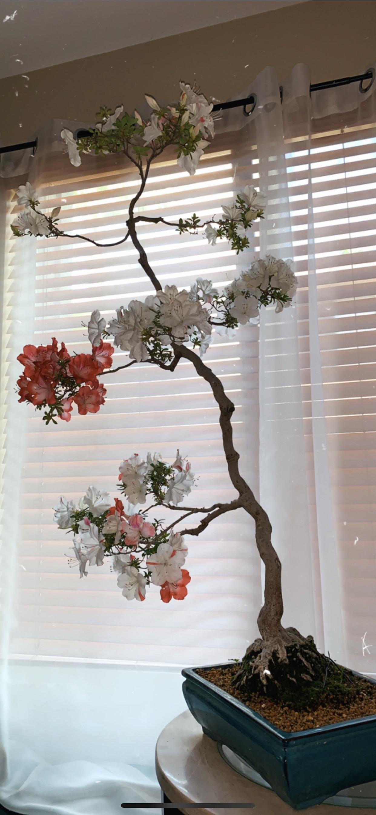 Azalea bonsai | Scrolller