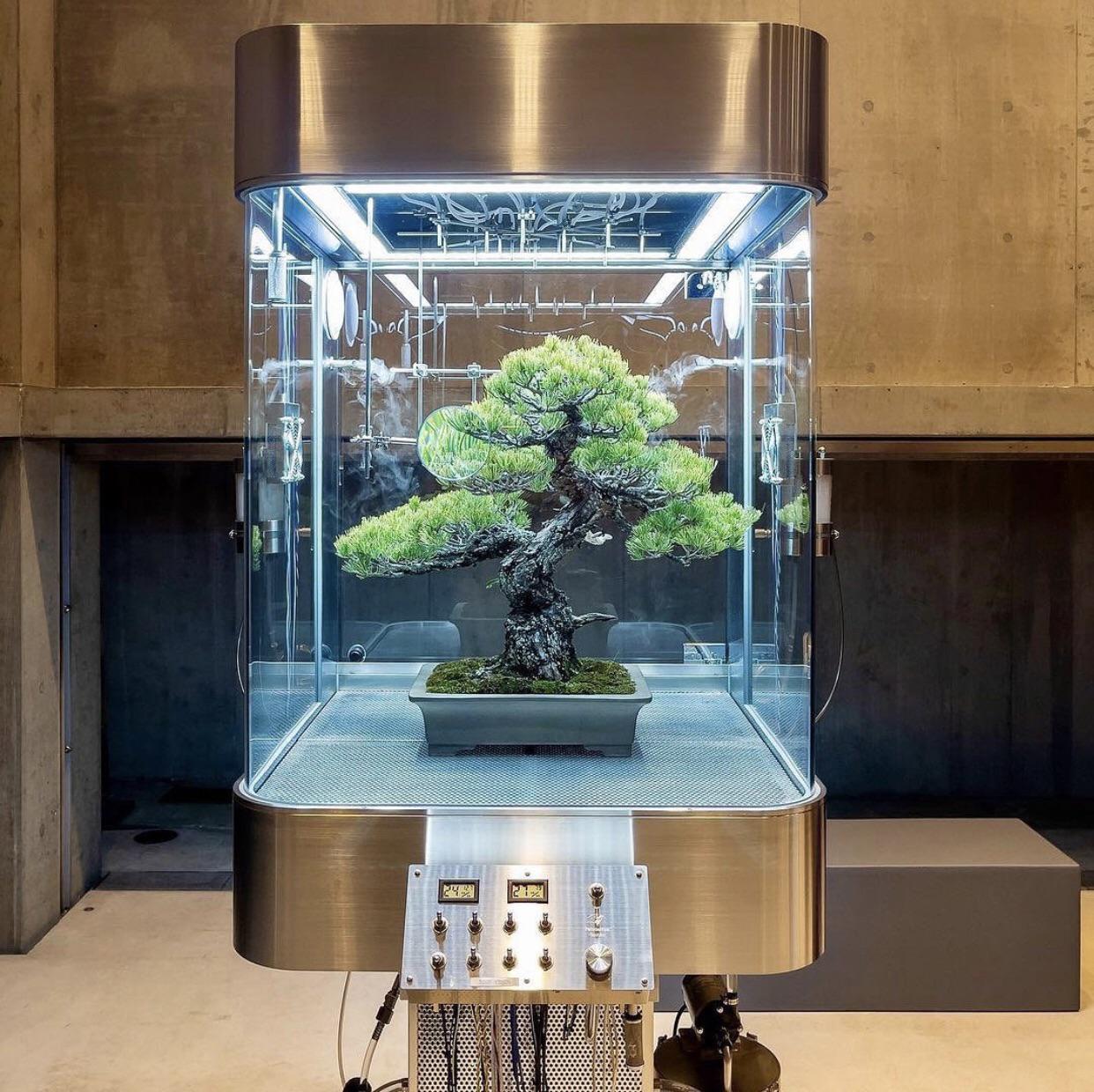 Azuma Makoto - Bonsai Tree | Scrolller