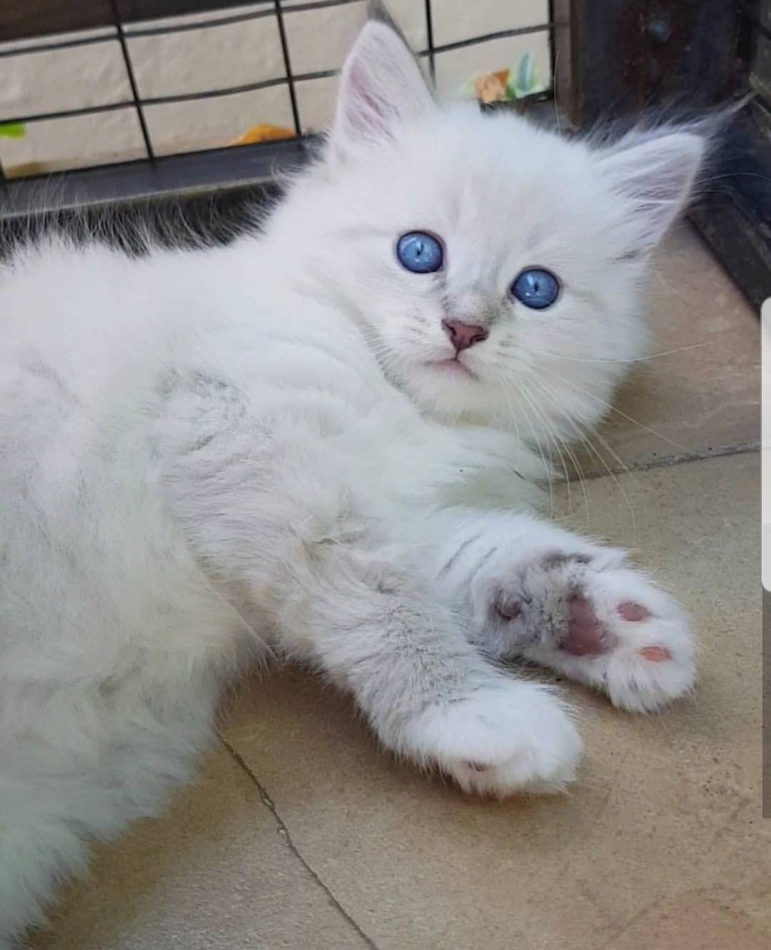 Baby beans! | Scrolller