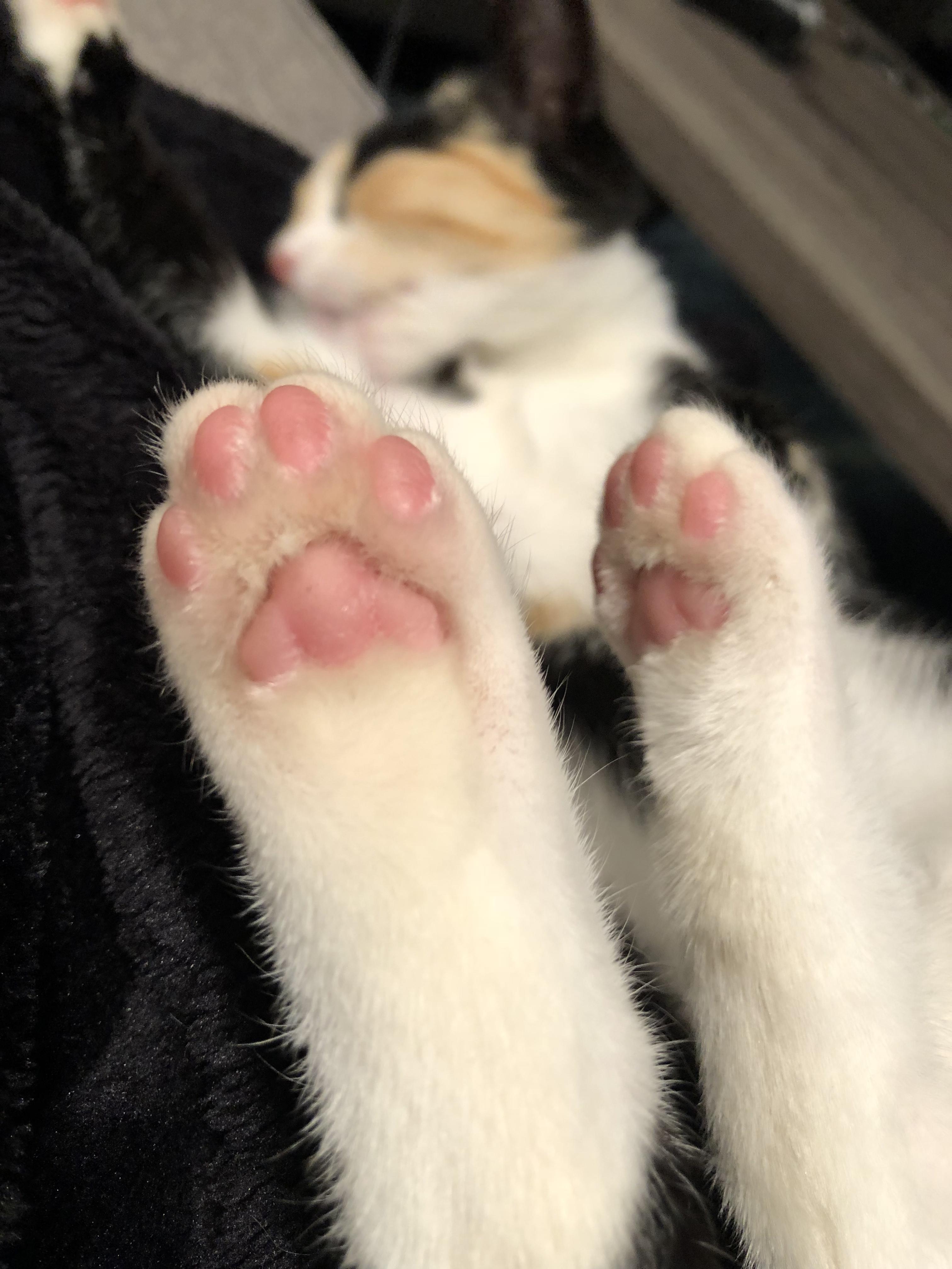 Baby Beans! | Scrolller