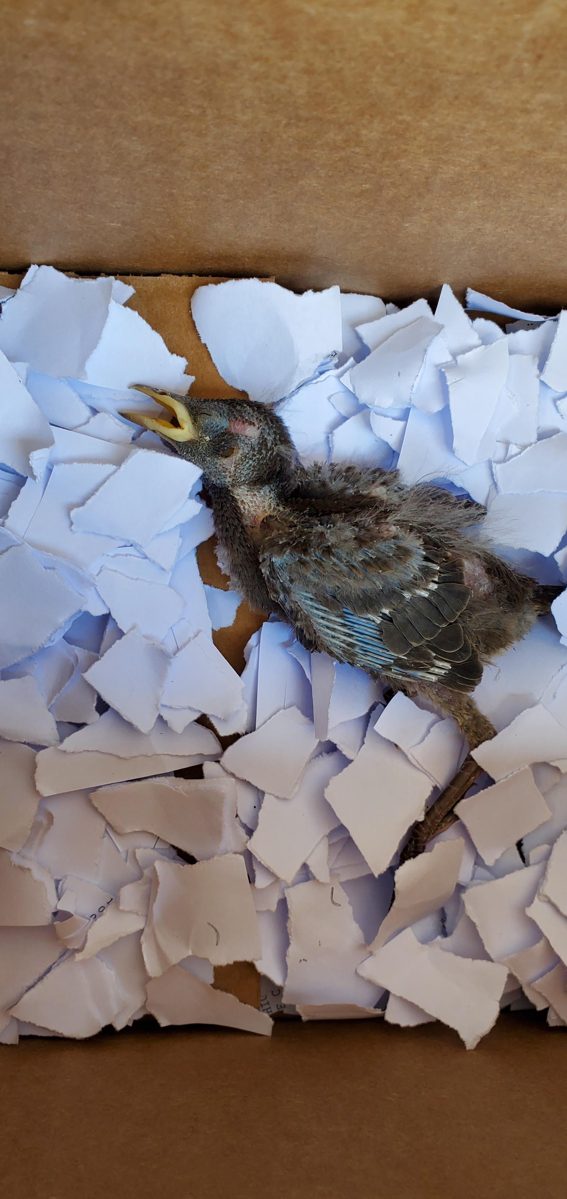 Baby bird | Scrolller