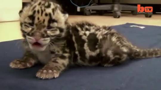 Baby clouded leopard | Scrolller