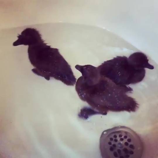 Baby ducks first bath | Scrolller