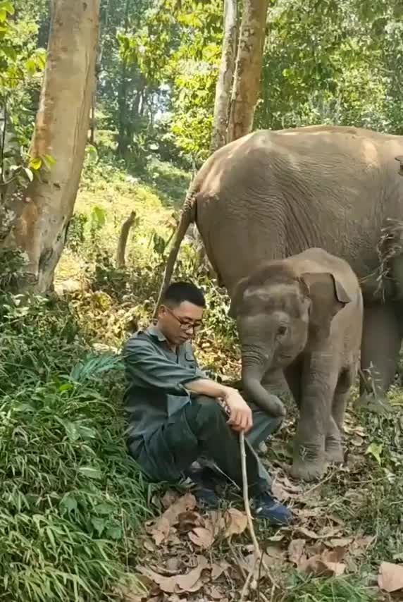 Discover more like Babyelephantgifs: Baby elephants are cute in general, but could be a jerk in ...