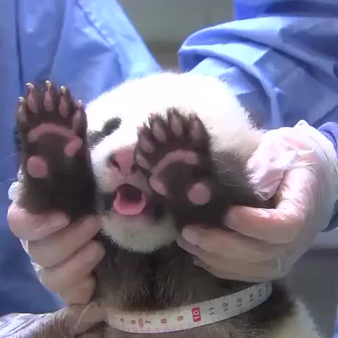 Baby panda pawsies | Scrolller
