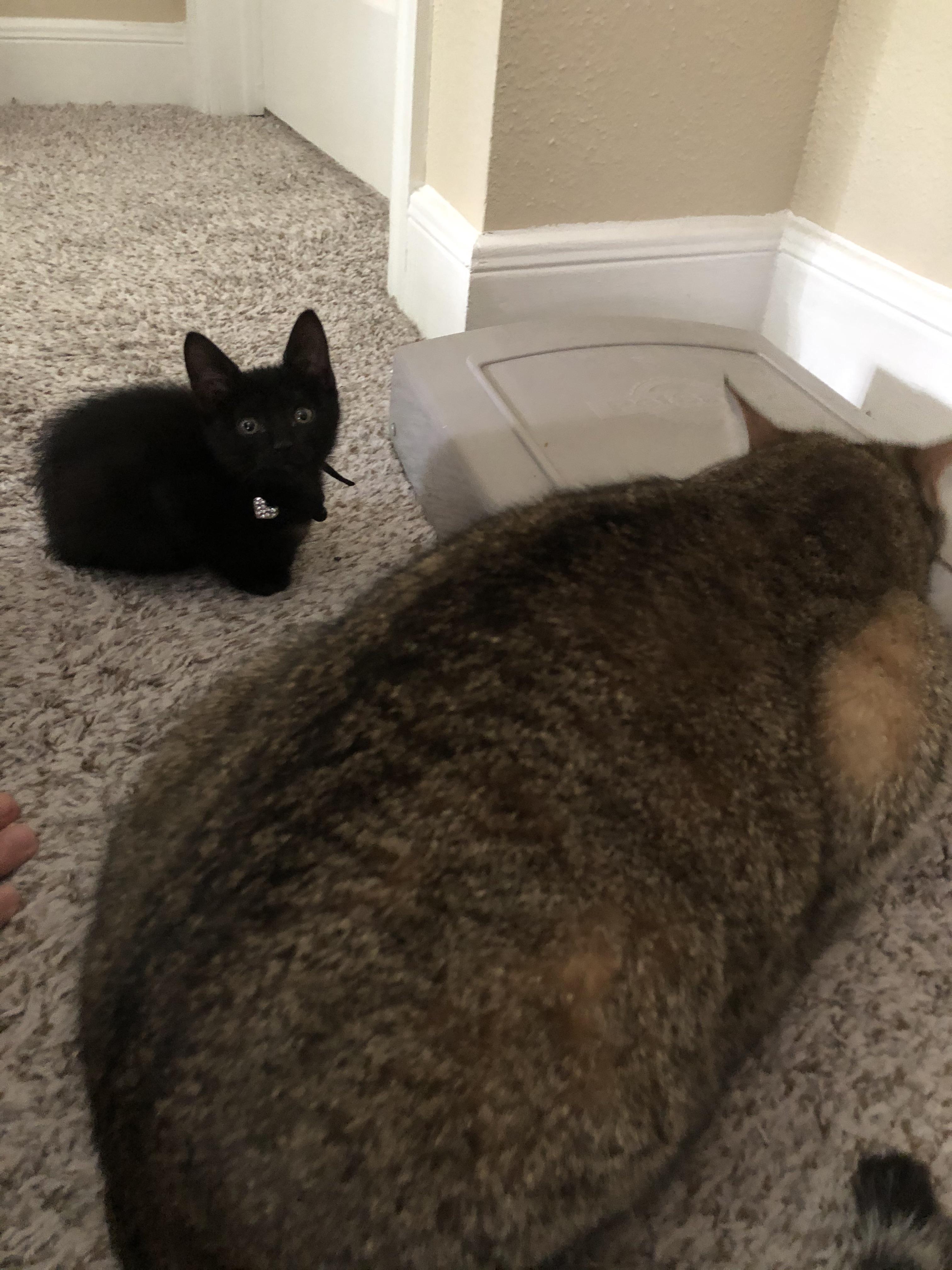 Baby void was a teeny bit smaller than her new sister. | Scrolller
