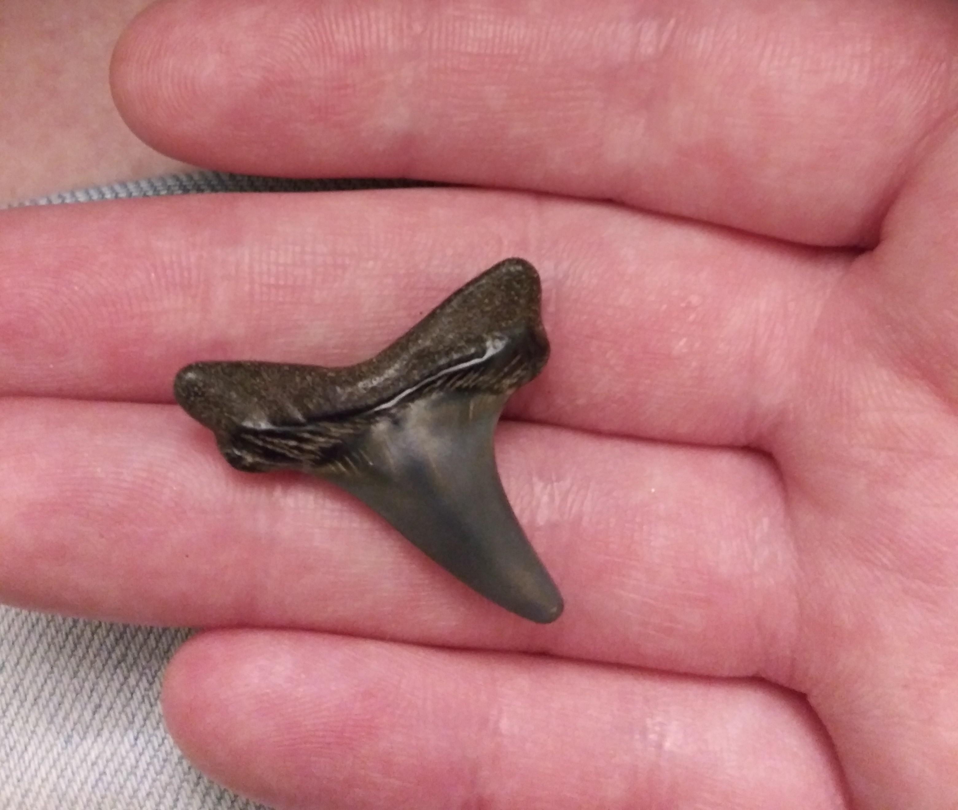 Back of shark tooth. | Scrolller