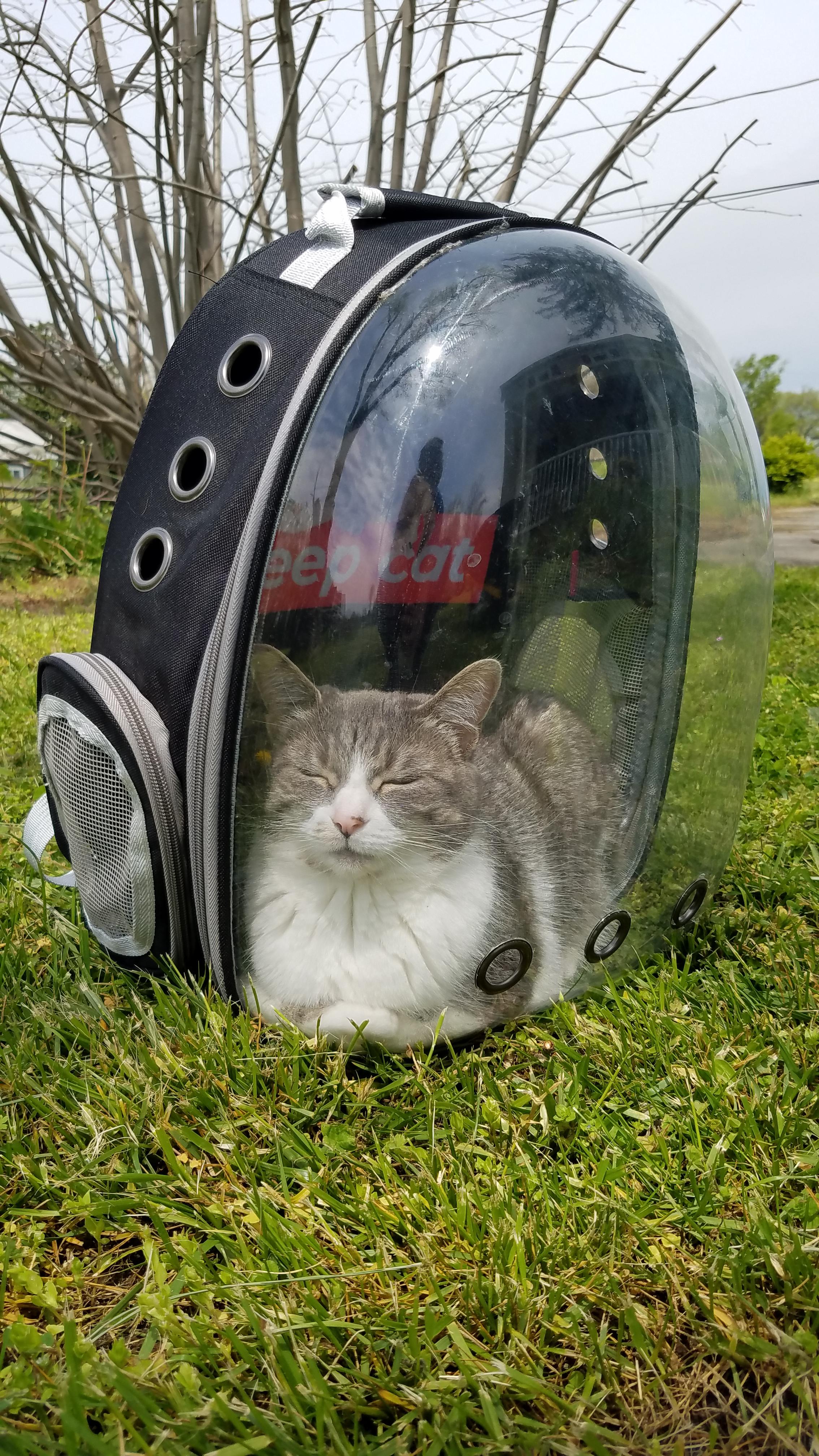 Backpack Catloaf (sunbathing with mama - too sassy for her harness ...