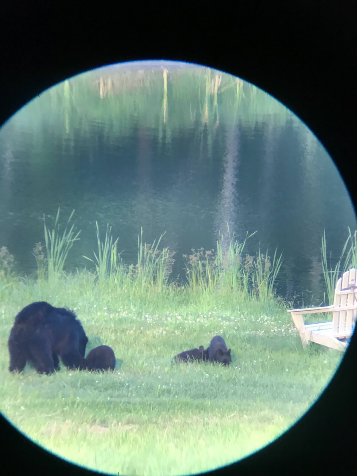 Backyard Bears | Scrolller