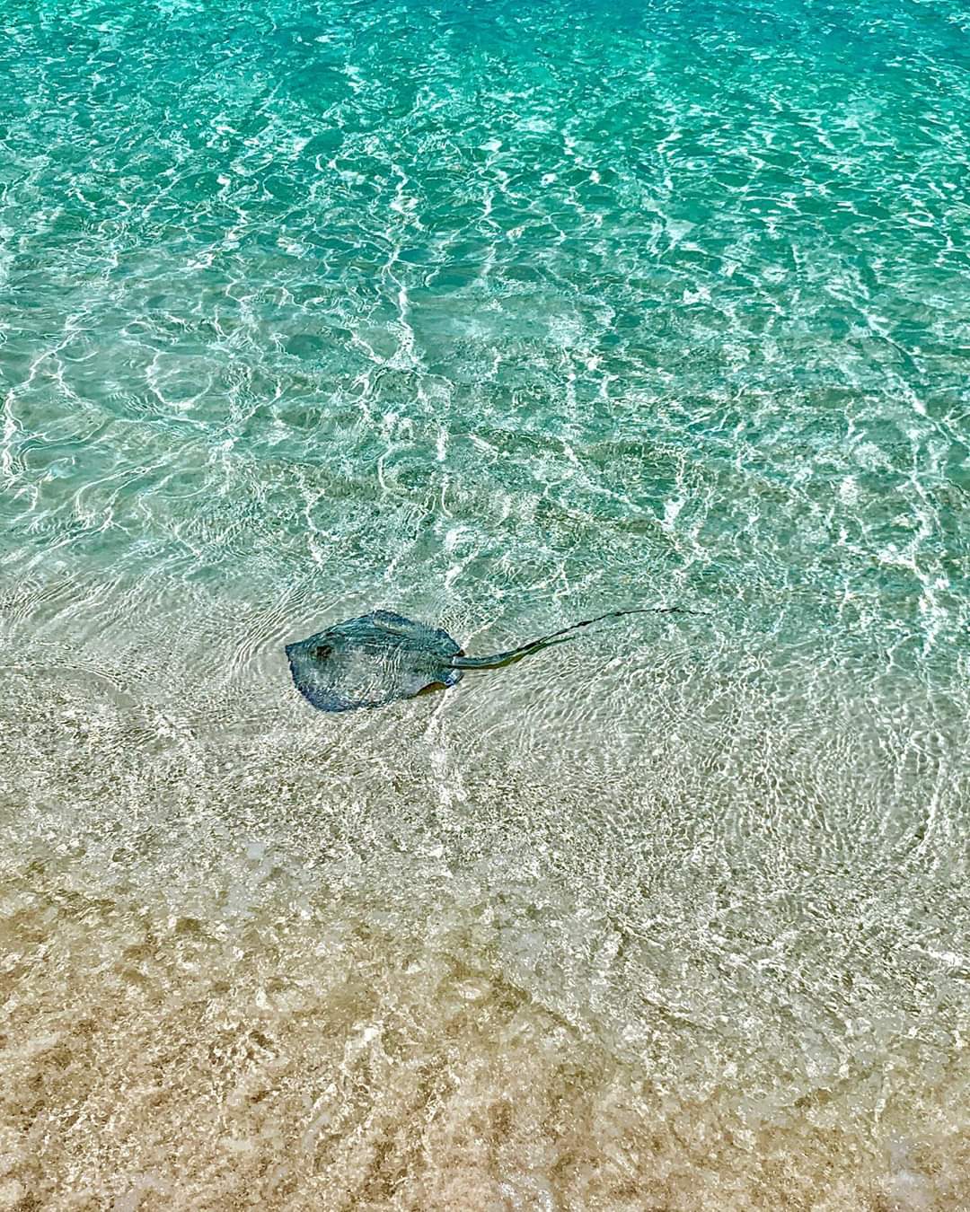 Bahamian Stingray | Scrolller