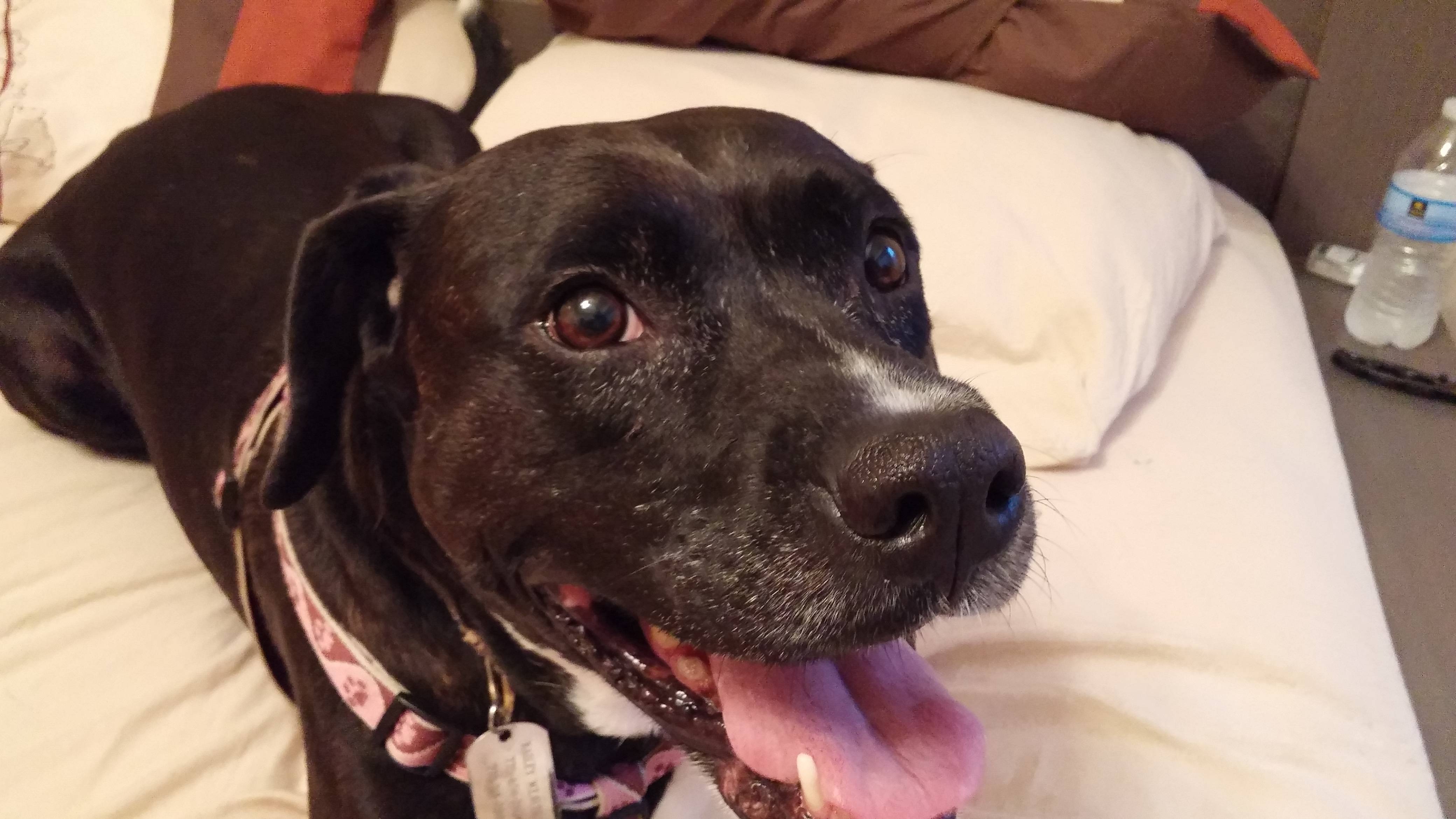 Bailey Loves Bedtime | Scrolller