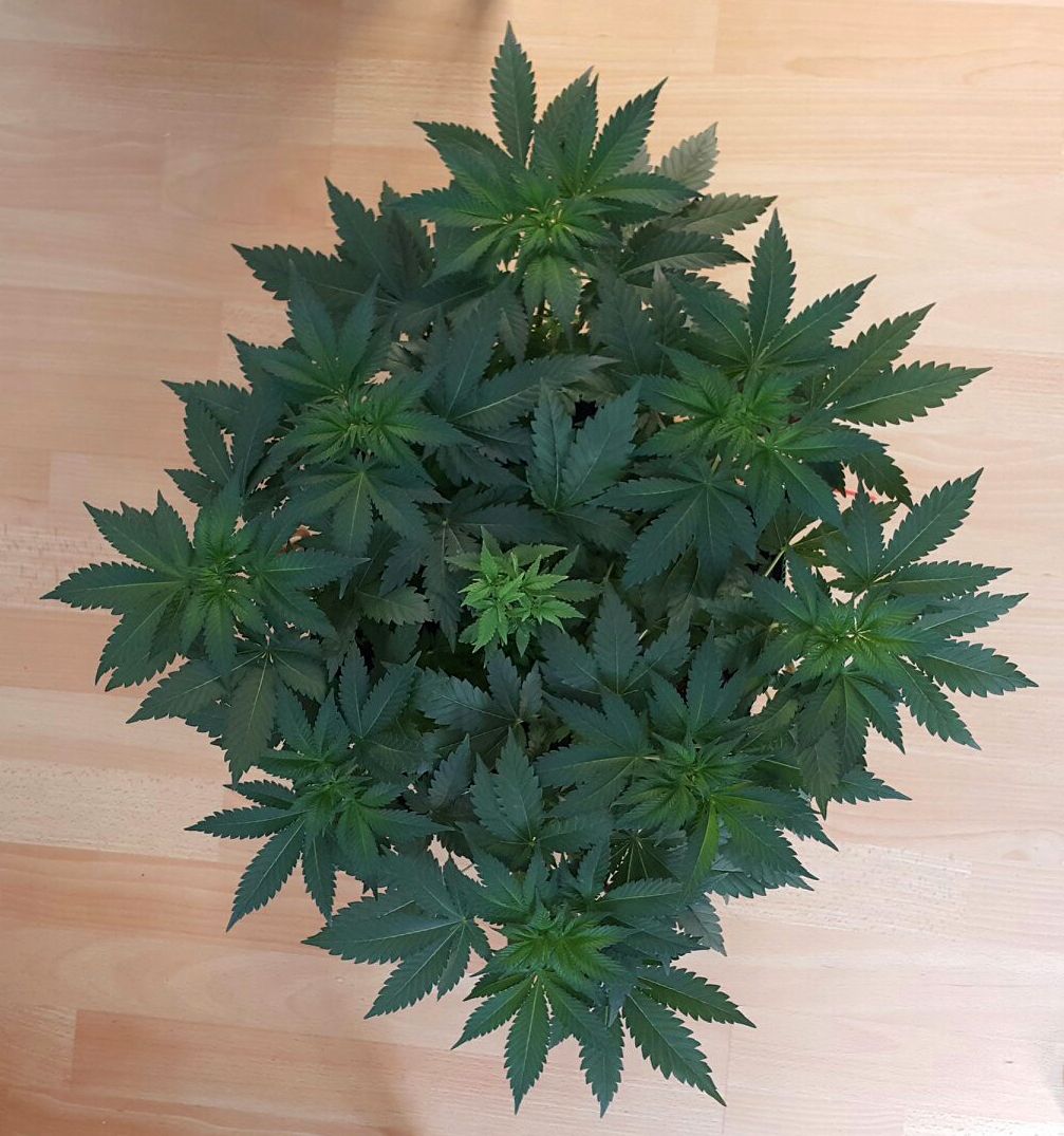 Balanced. | Scrolller