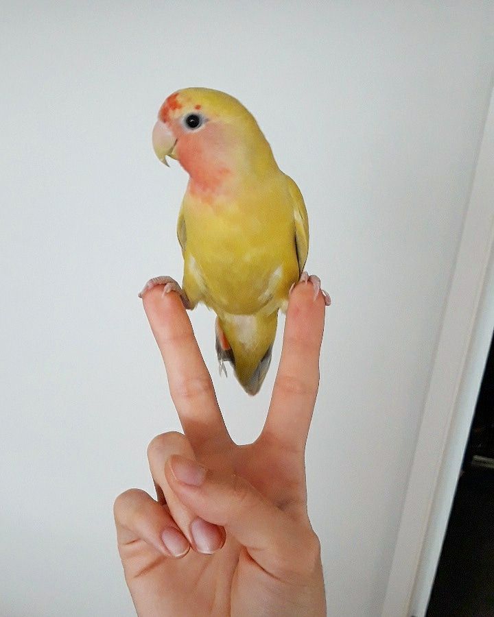 balanced birb party | Scrolller