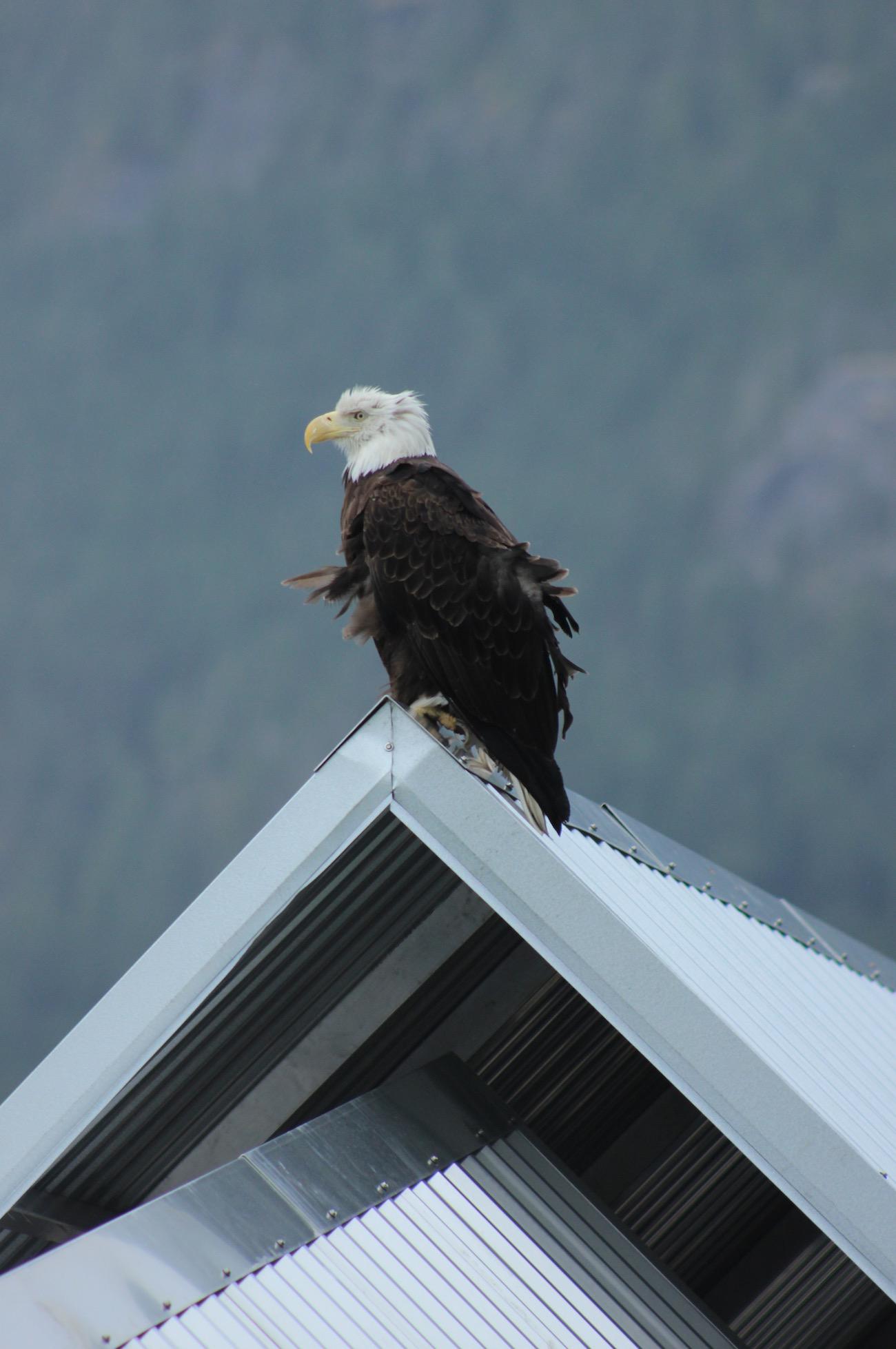 Bald Eagle, Disheveled | Scrolller