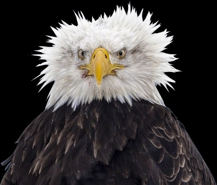 Bald Eagle in storm | Scrolller