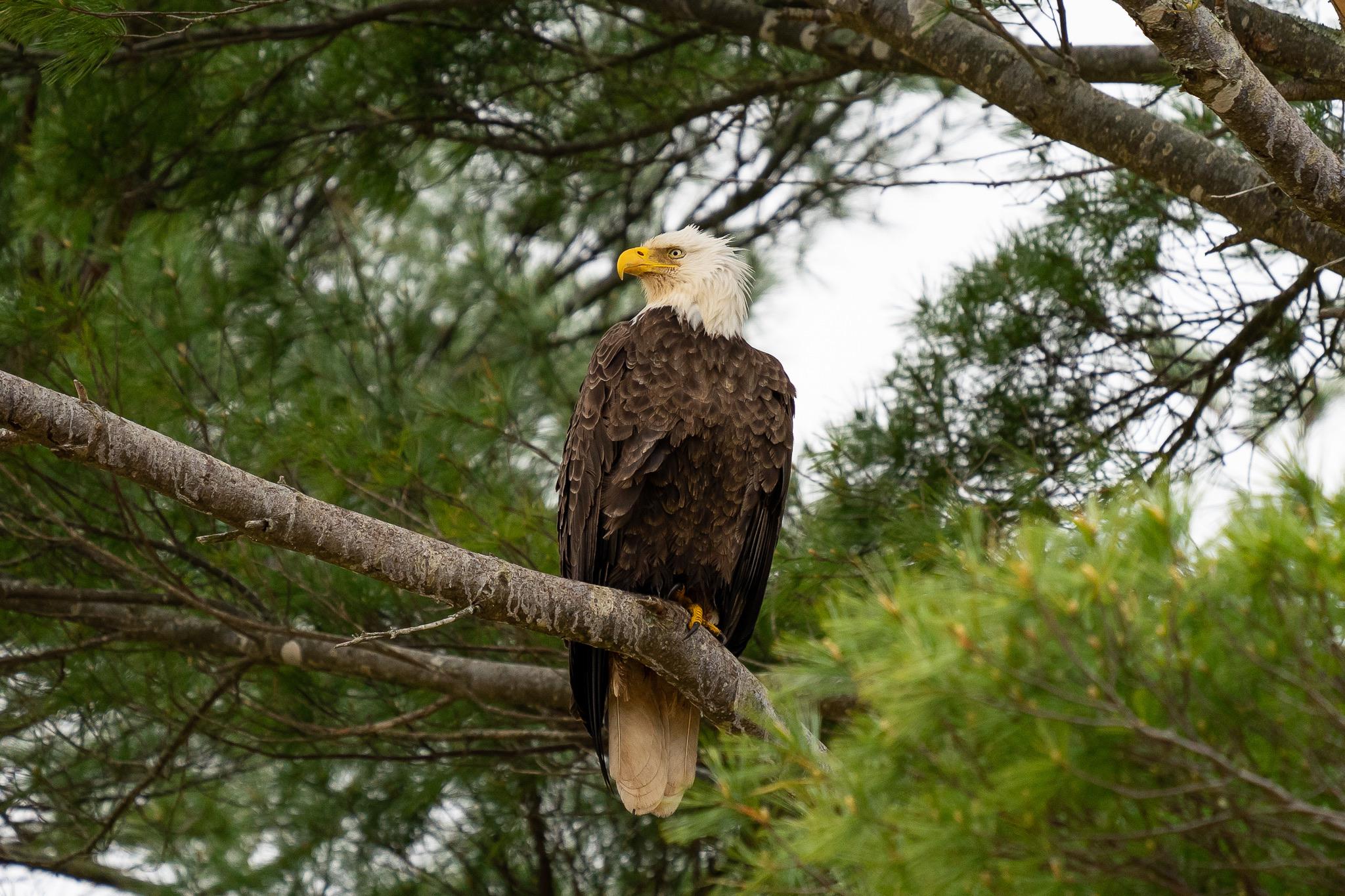Bald Eagle photographed in Massachusetts | Scrolller