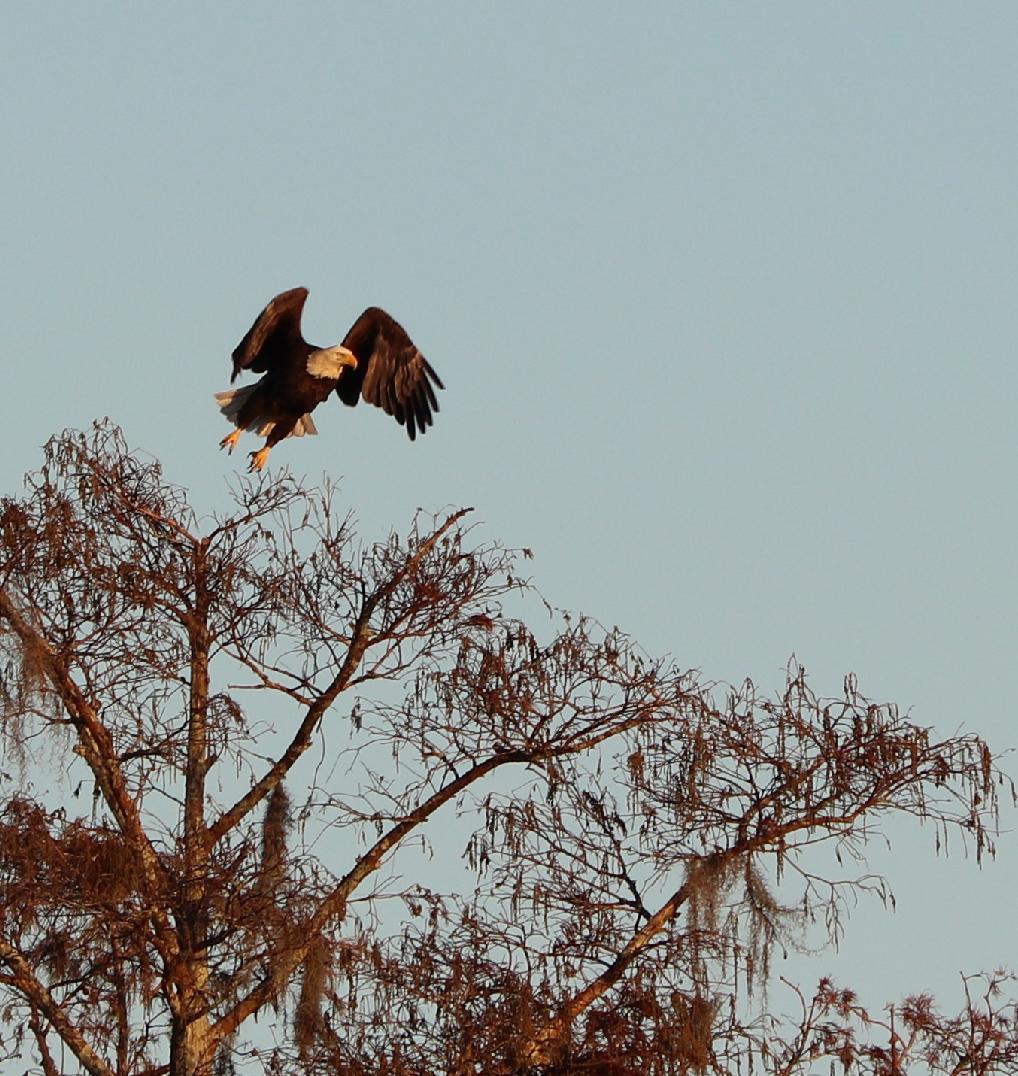 Bald eagle taking off at Sunset Point in Mandeville, Lousiana | Scrolller