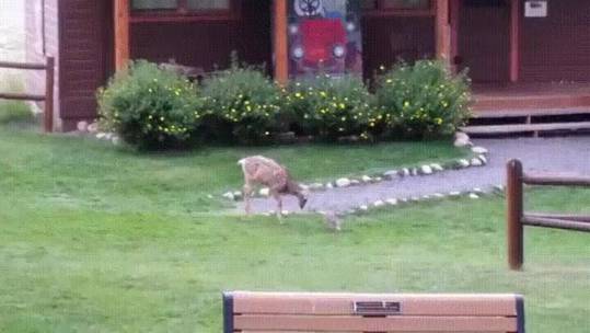 Bambi And Thumper Scrolller