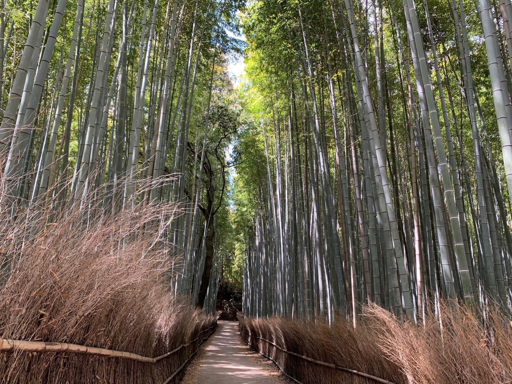 Bamboo forest without any people | Scrolller