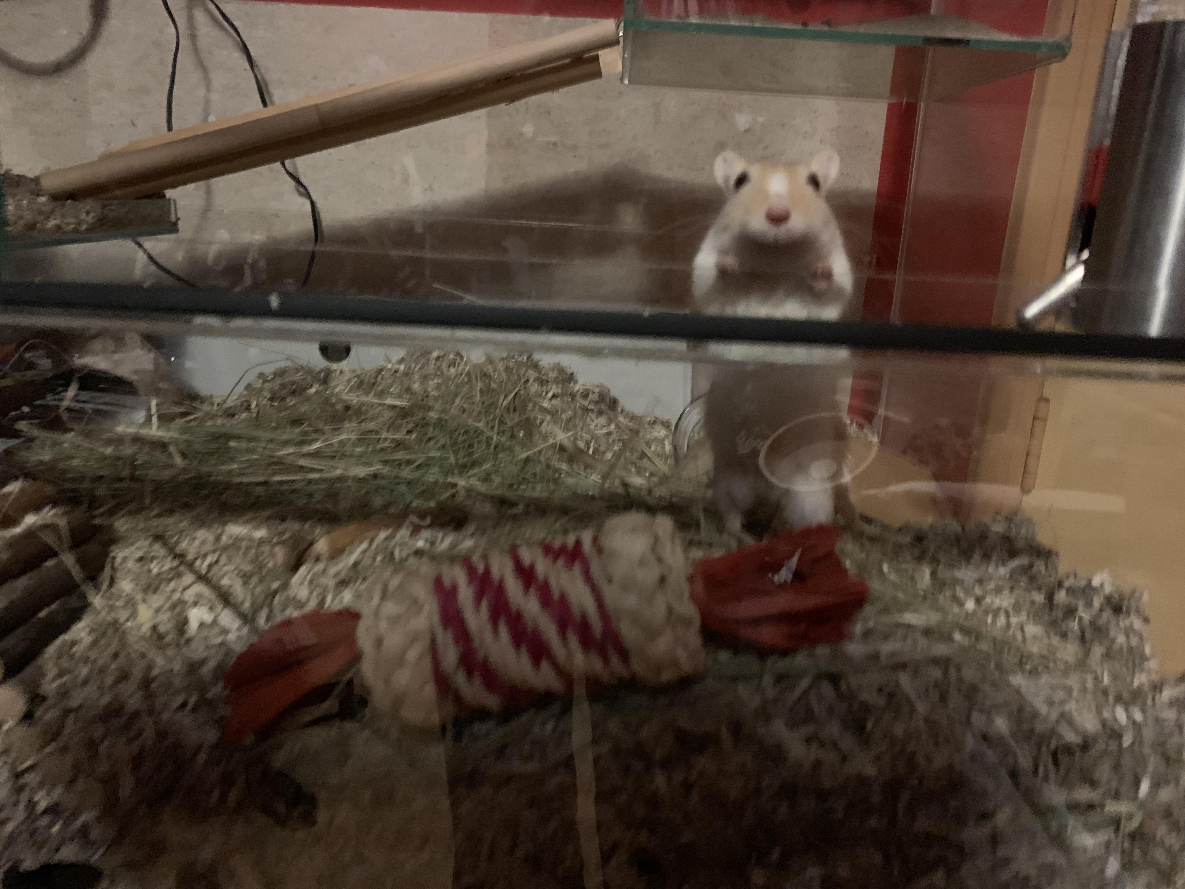 Banana the (smol) escape artist! | Scrolller