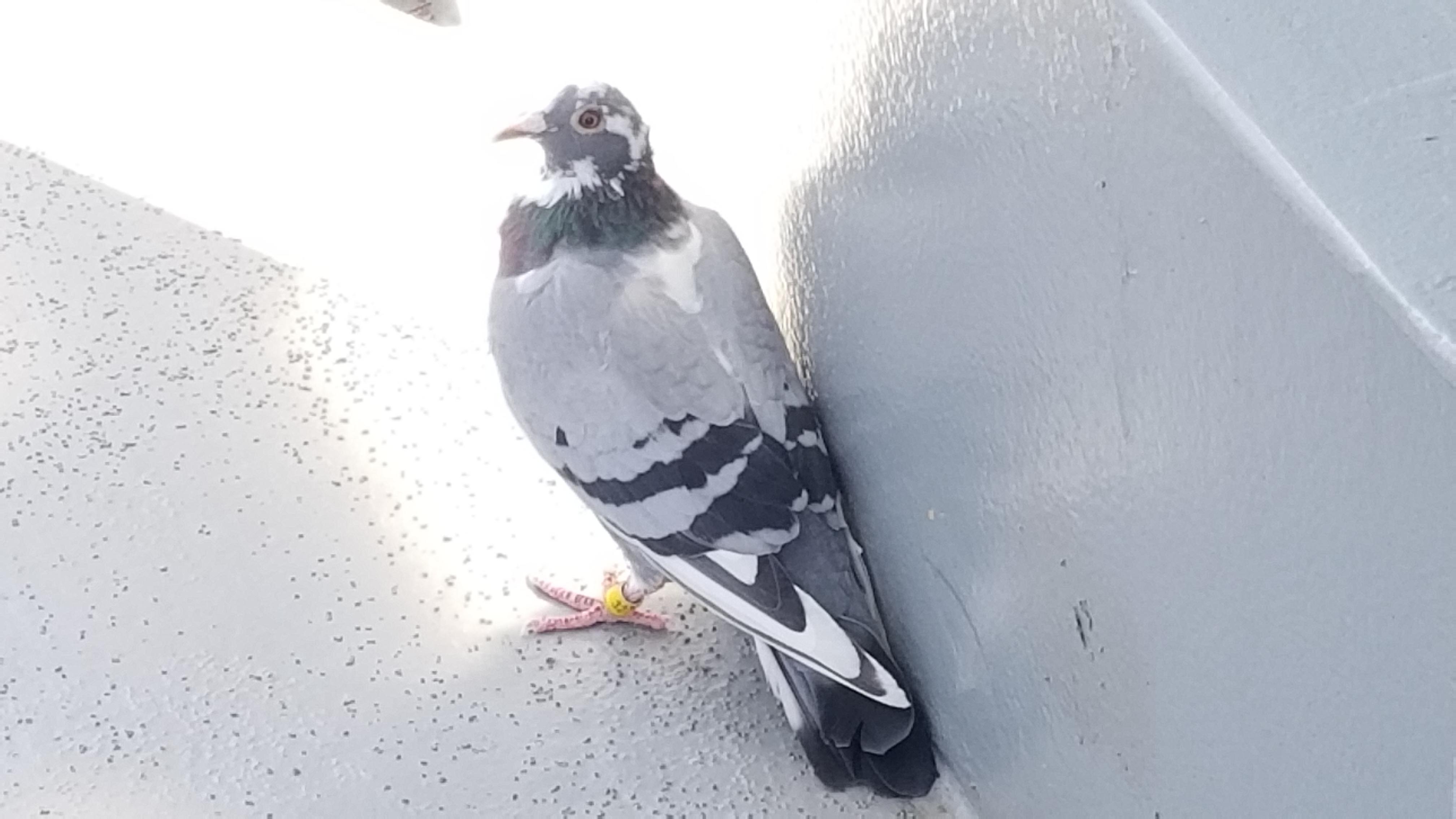 Banded pigeon? | Scrolller