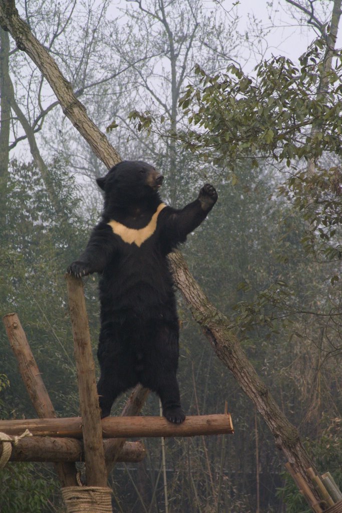 Banjo the moon bear: I am the king of the world! | Scrolller