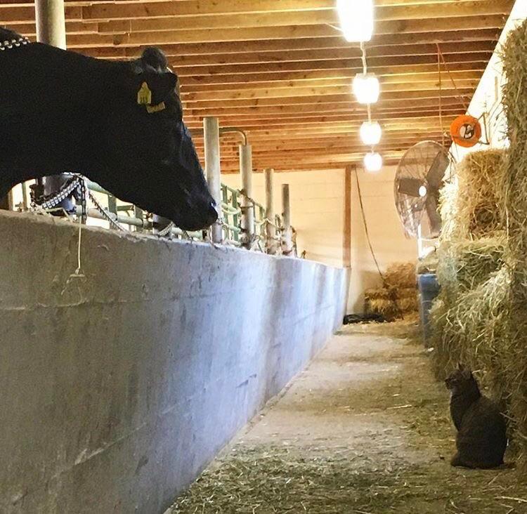Barn cat and Eva the cow | Scrolller