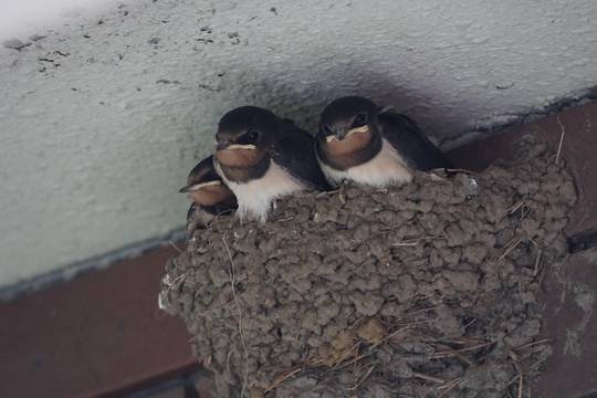 Barn Swallow look so angry | Scrolller