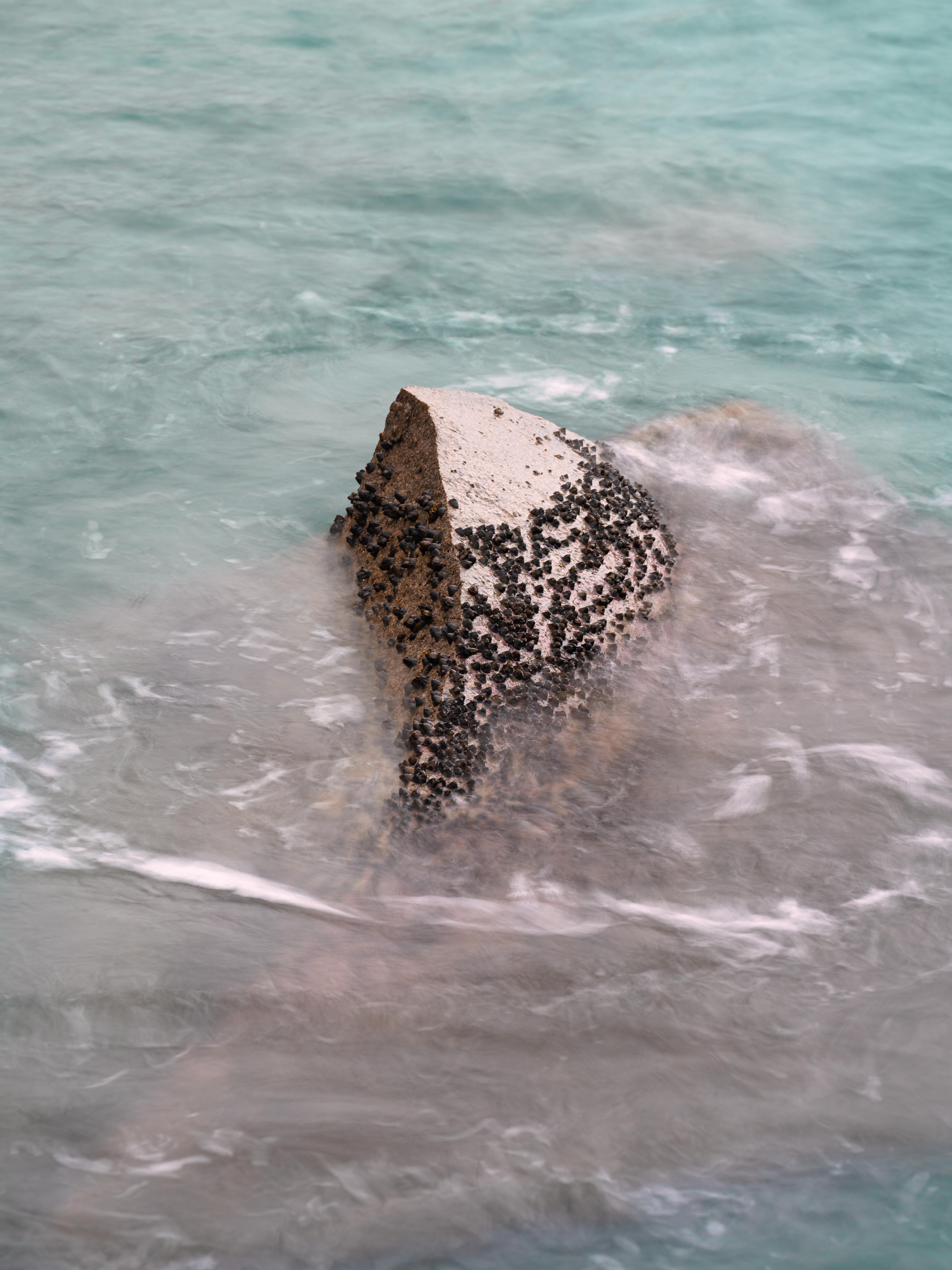 Barnacles on a rock | Scrolller