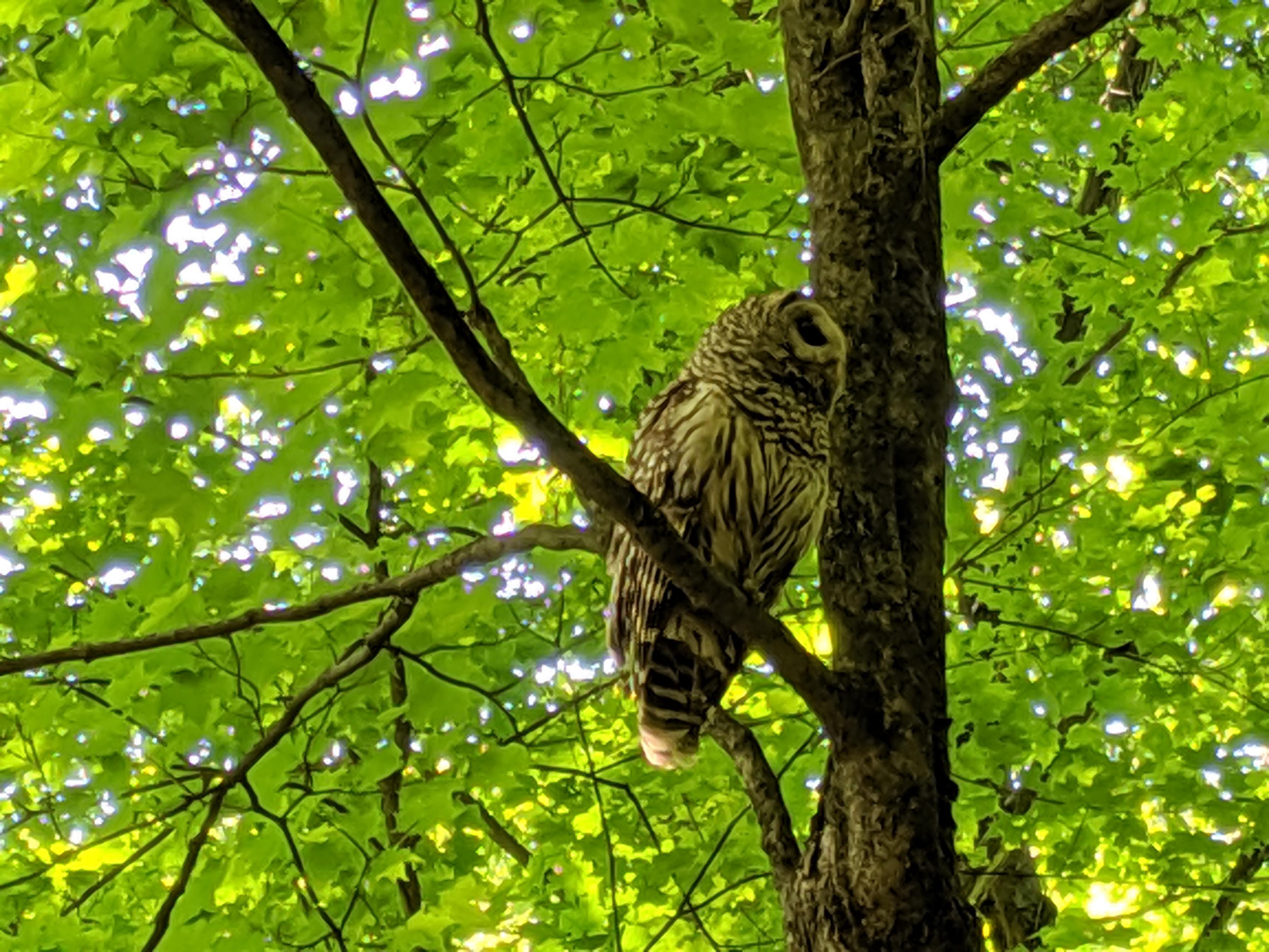Barred Owl. Blendon Woods. Just now. | Scrolller