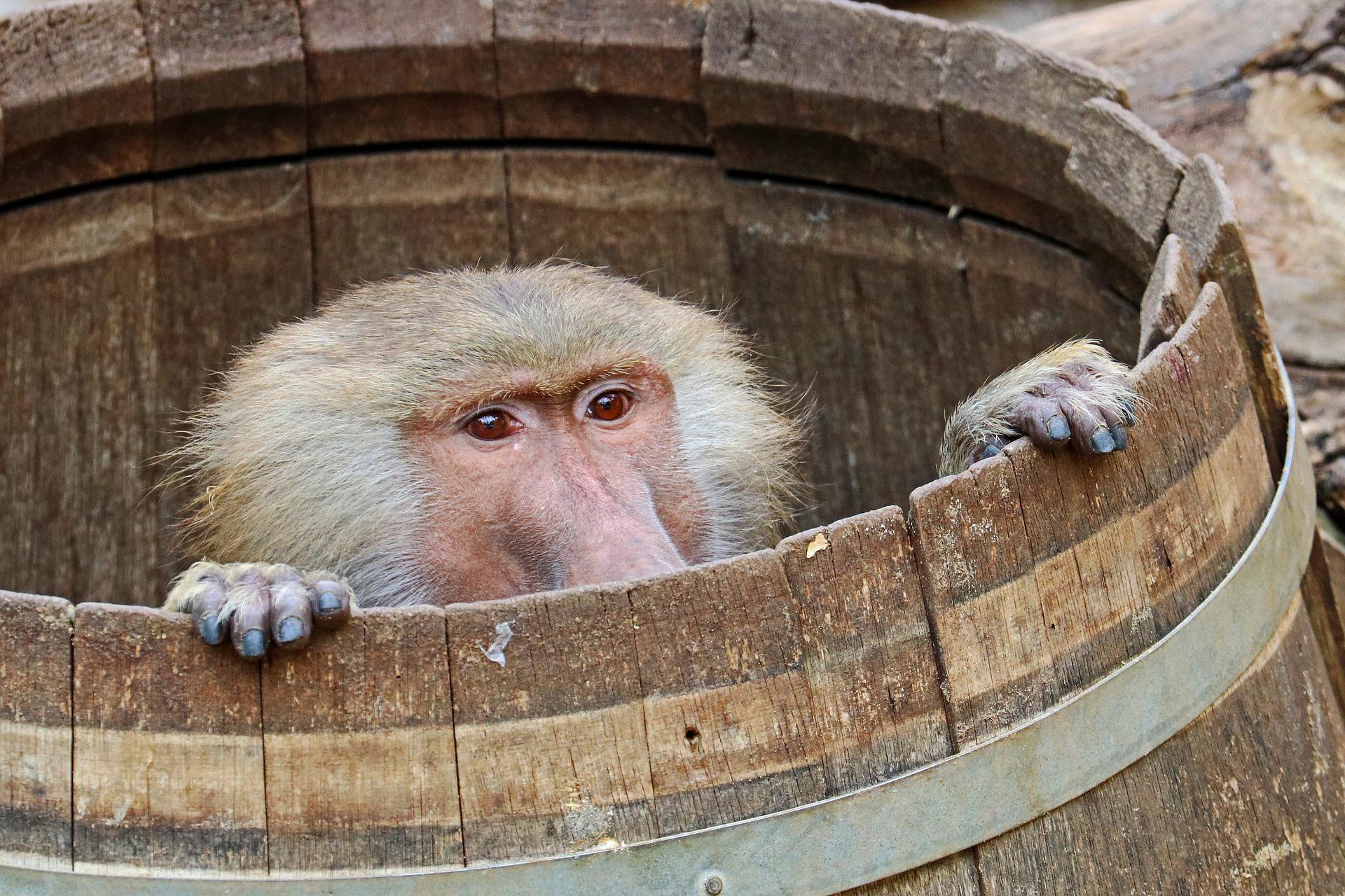 Barrel baboon | Scrolller