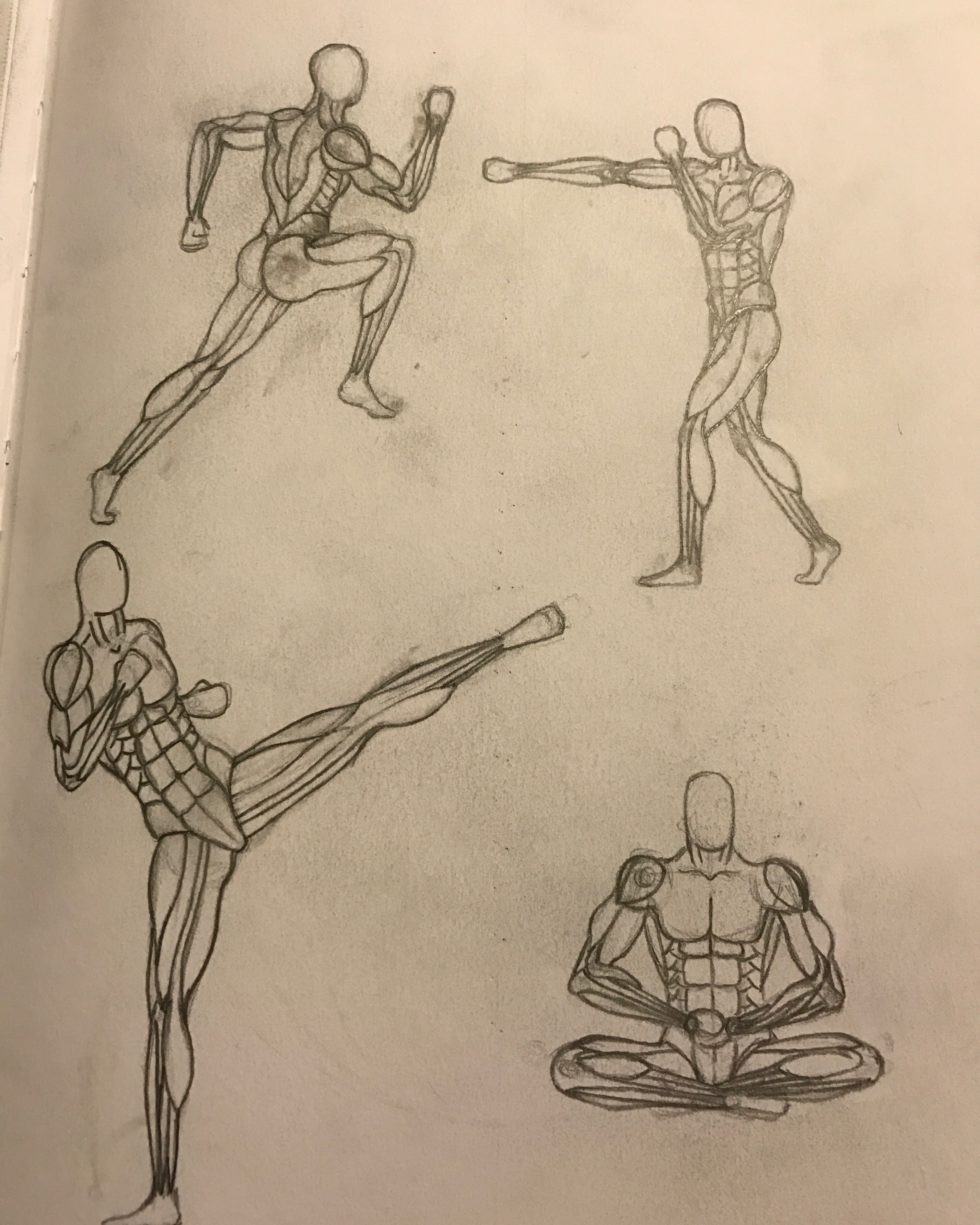 Basic Muscle Anatomy 2 | Scrolller