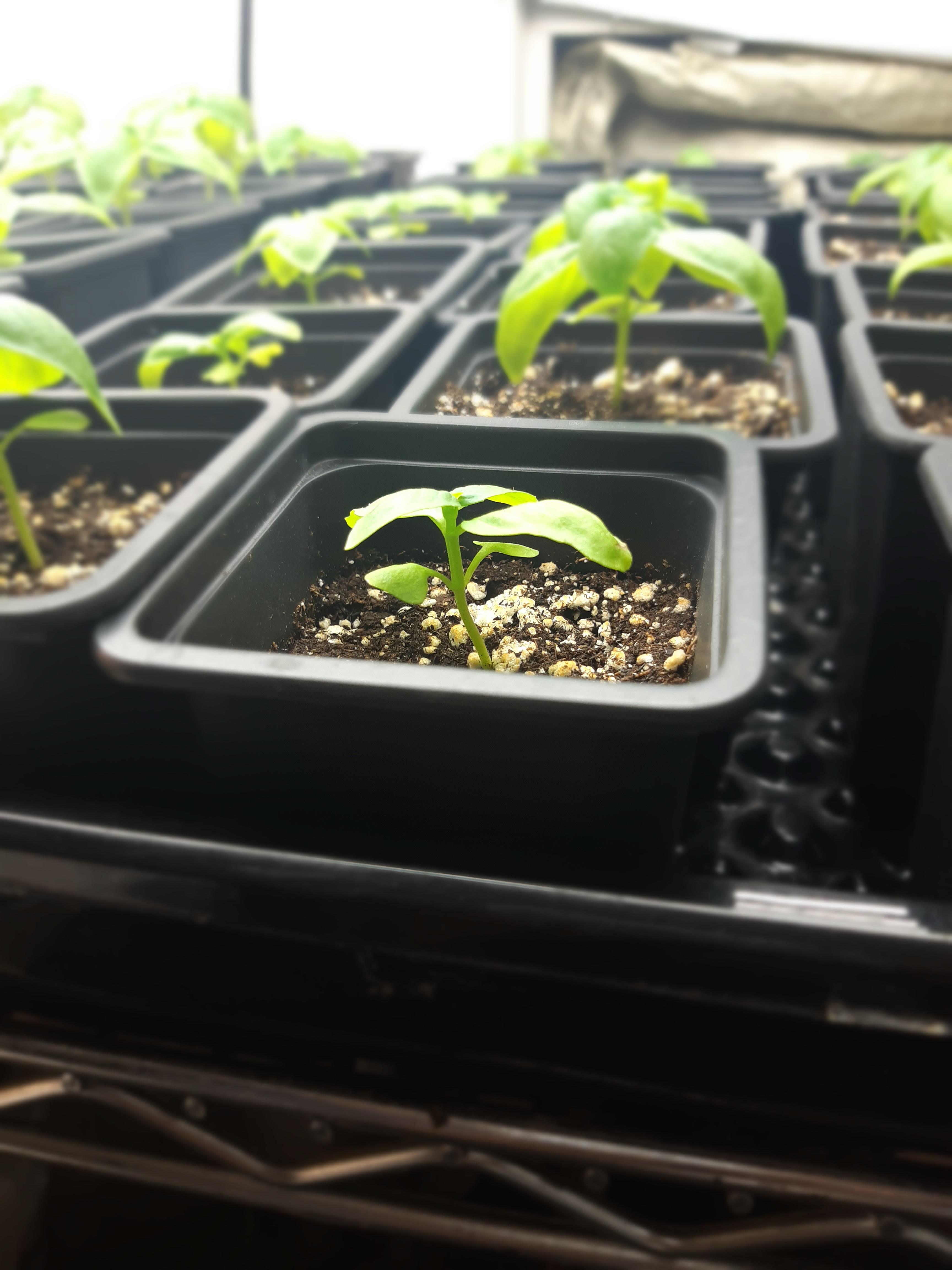 Basil april 2020 | Scrolller