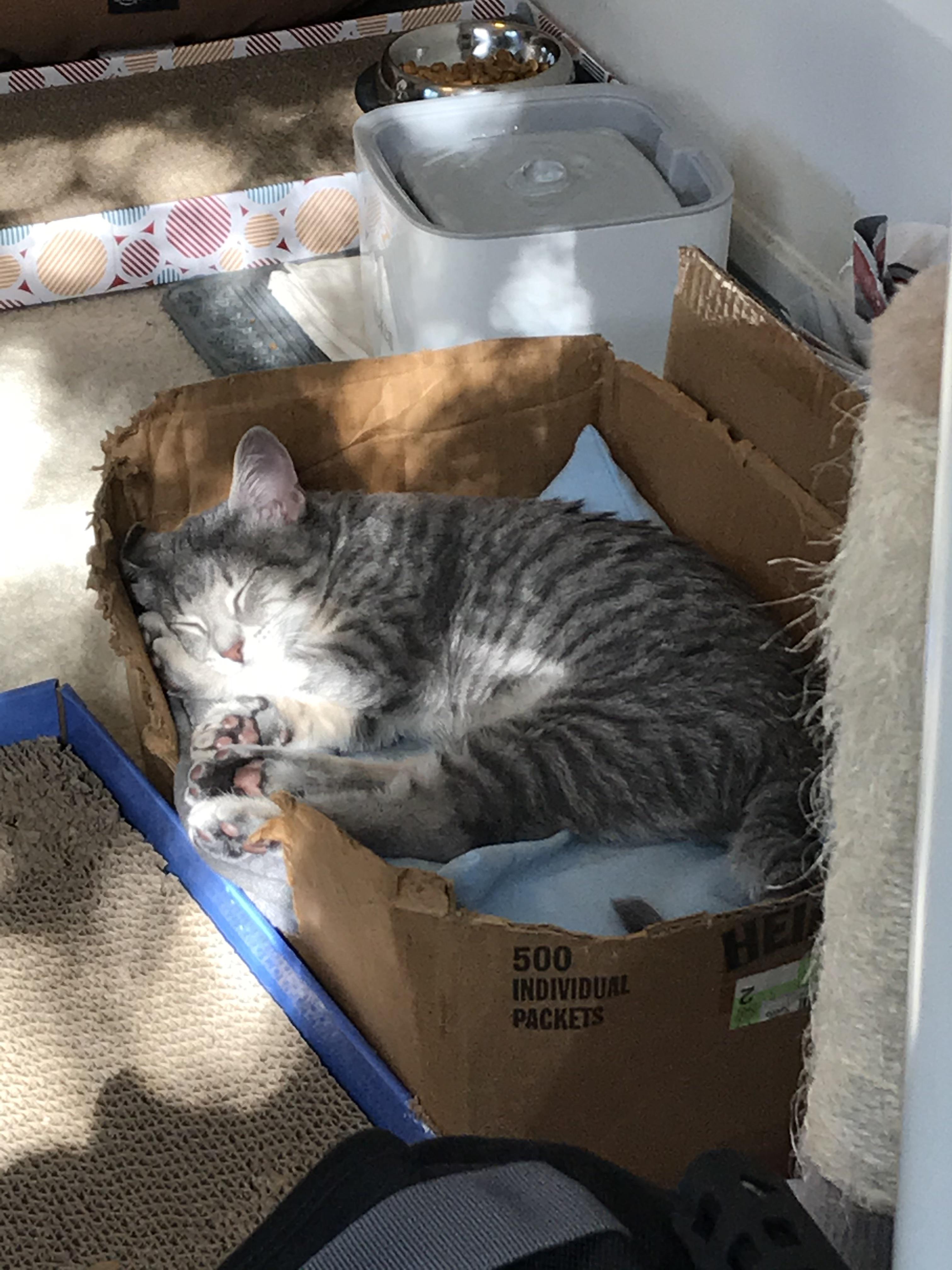 Basil’s toe beans on full display! | Scrolller