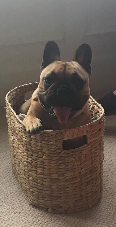 basket doggo | Scrolller