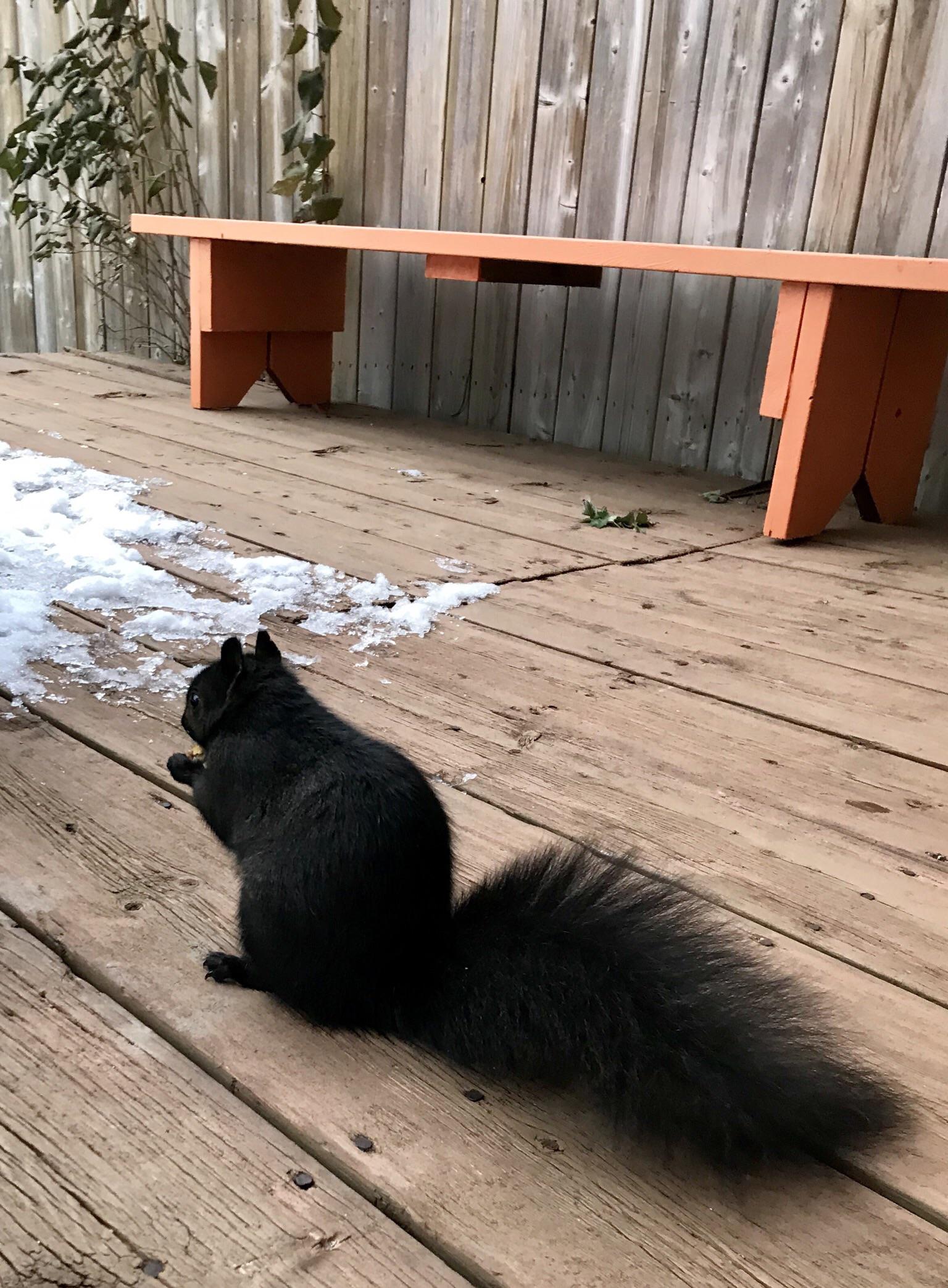 Batman giving me the brush-off | Scrolller