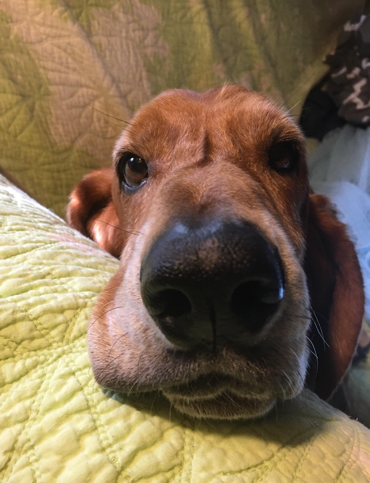 Baxter in full on begging mode. | Scrolller