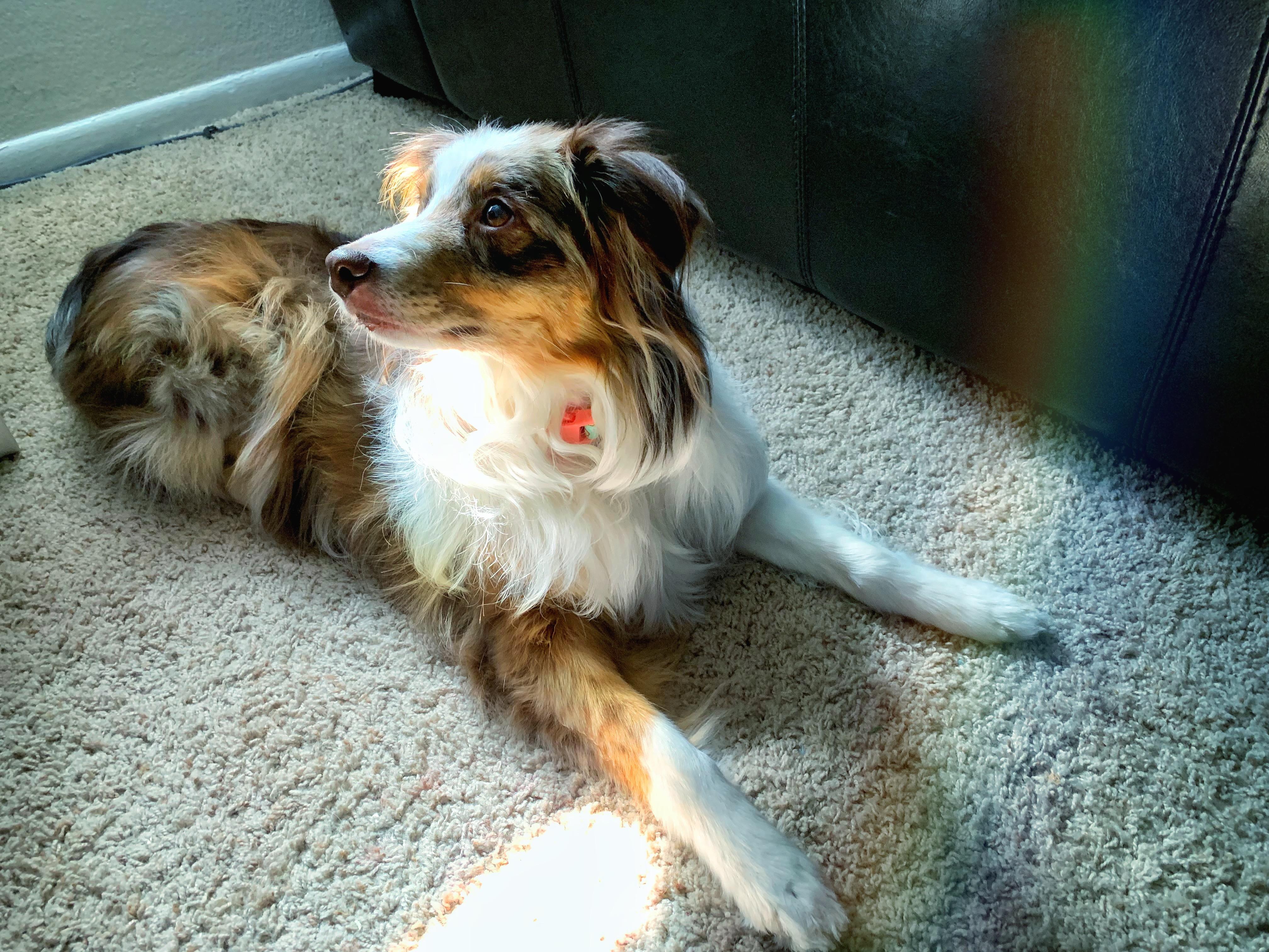 Bayba is the most beautiful floof. | Scrolller