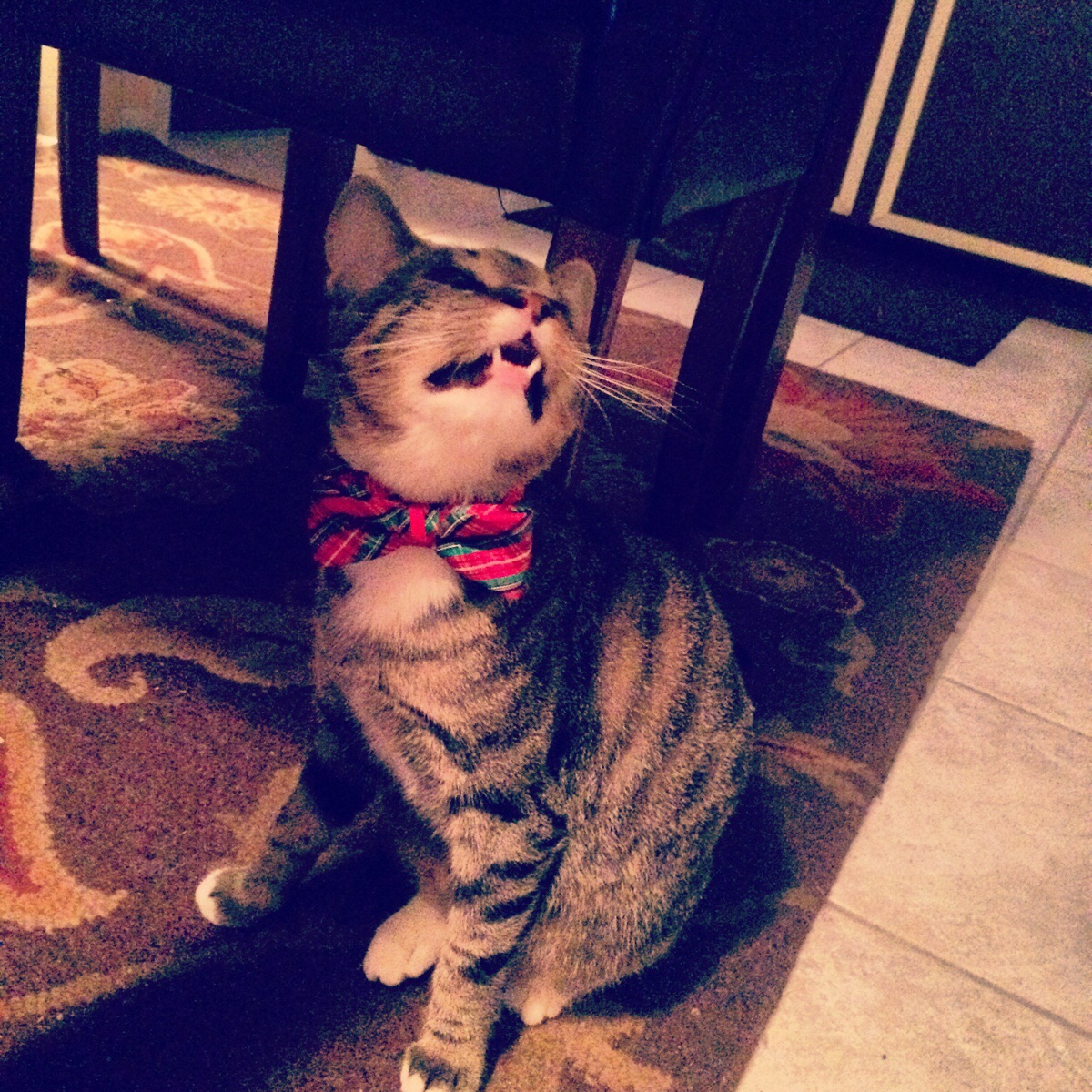 Bayou's holiday bow tie | Scrolller